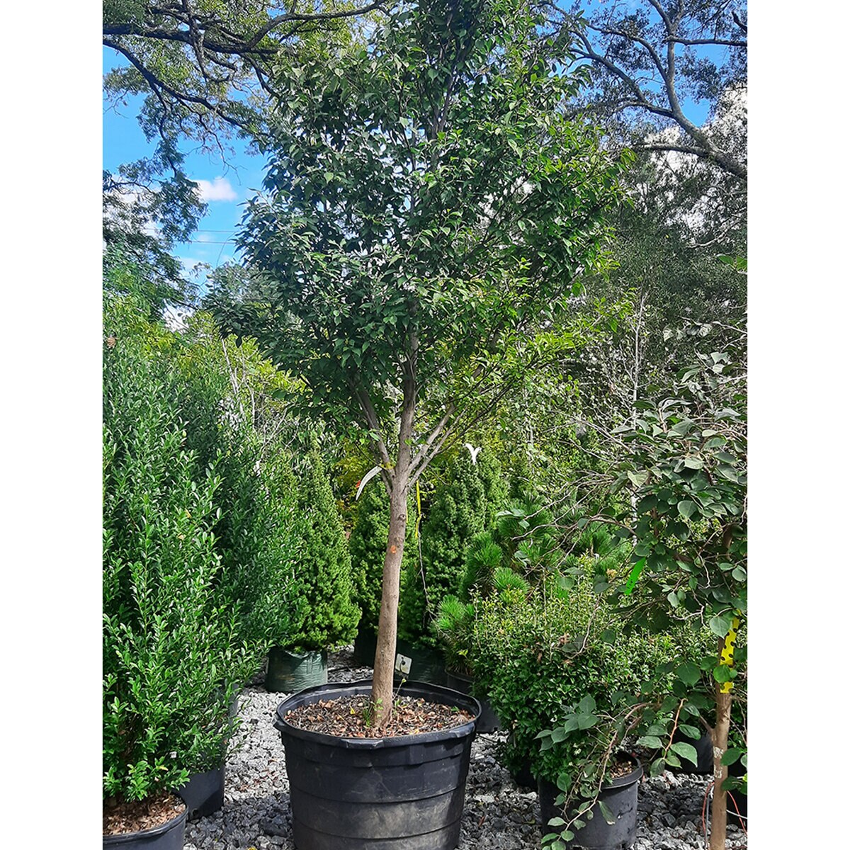 Styrax Japonicus Spring Showers Japanese Snowbell | SiteOne US