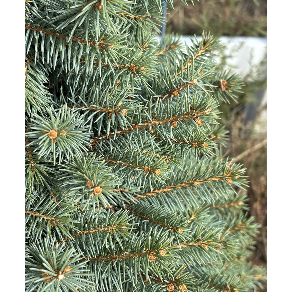 Picea pungens Sester Dwarf Dwarf Colorado Spruce | SiteOne US