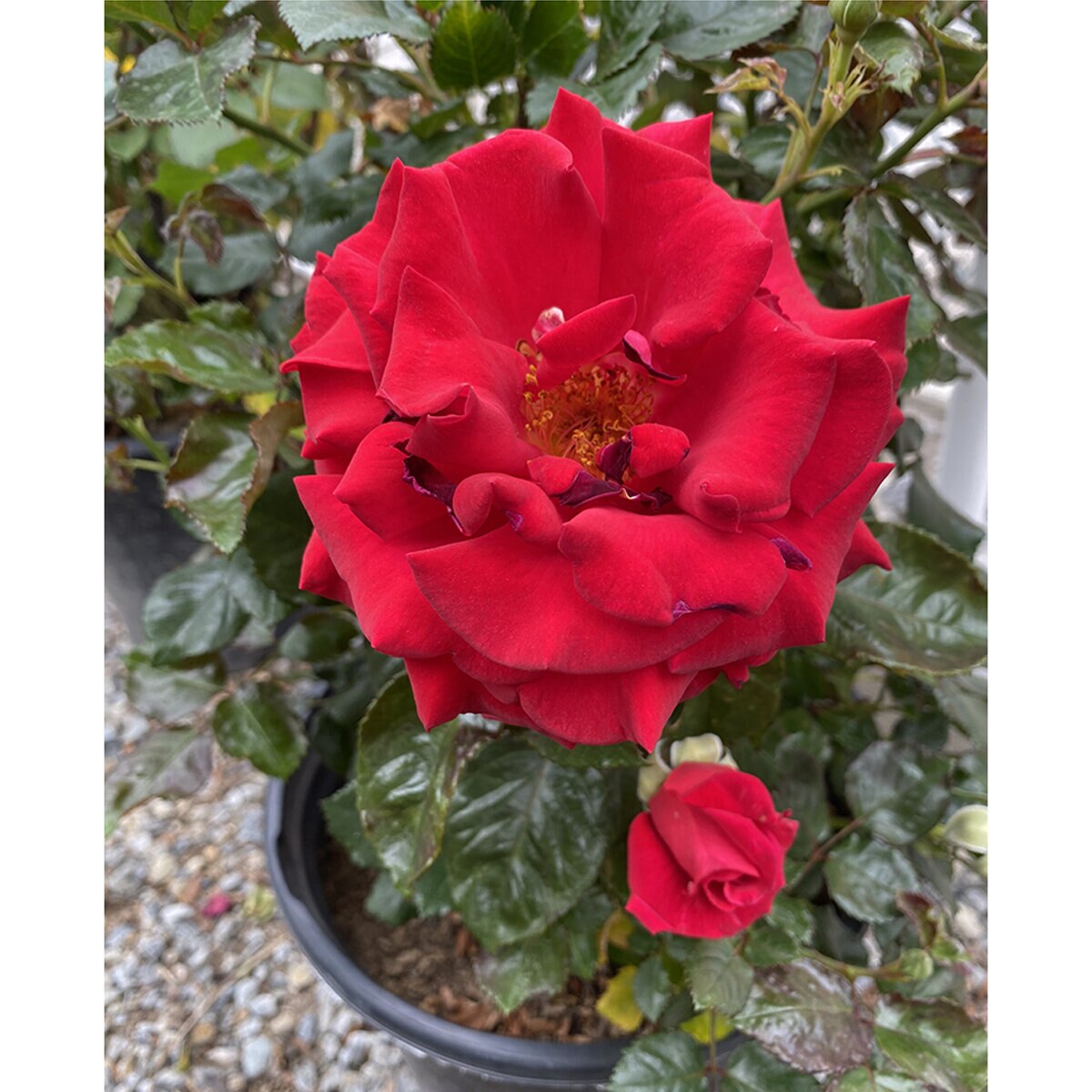 Rosa Floribunda Drop Dead Red Rose | SiteOne US