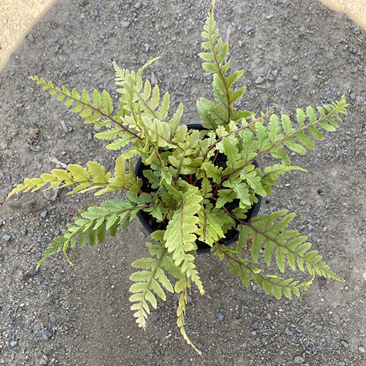 lady fern us