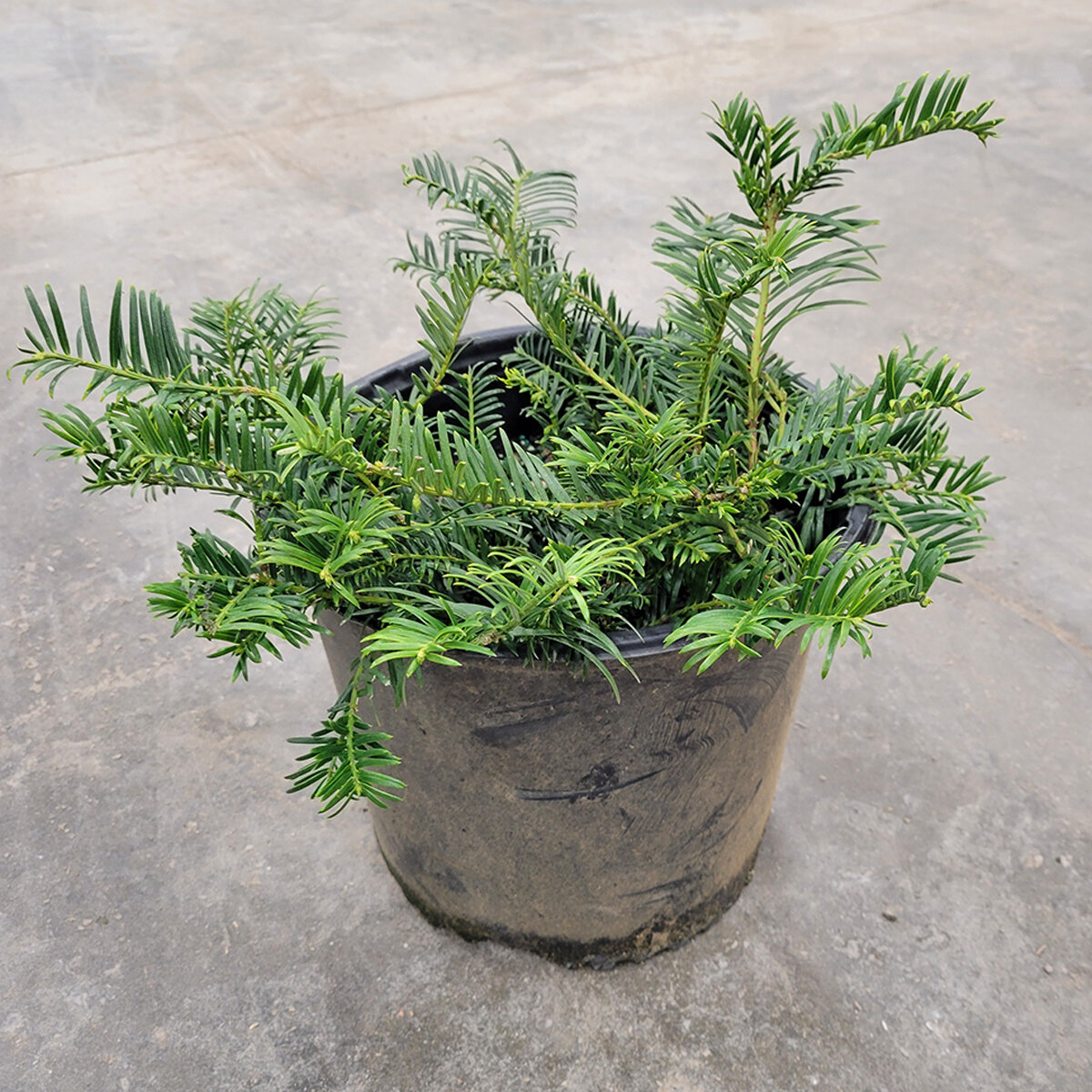 Cephalotaxus harringtonia Prostrata Japanese Plum Yew | SiteOne US
