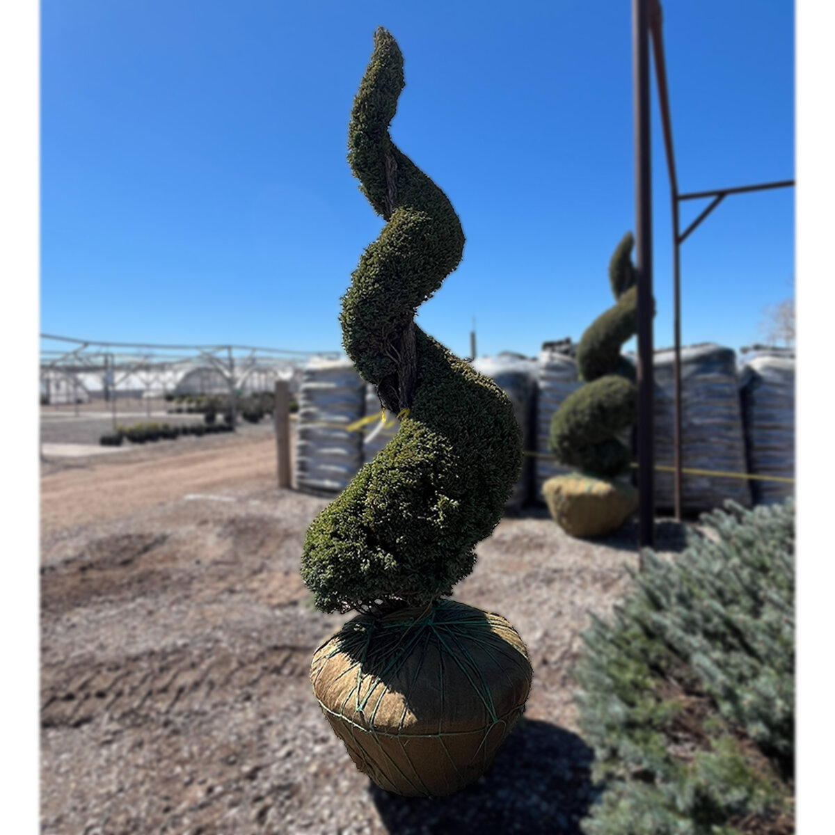 Chamaecyparis pisifera Sawara False-Cypress | SiteOne US