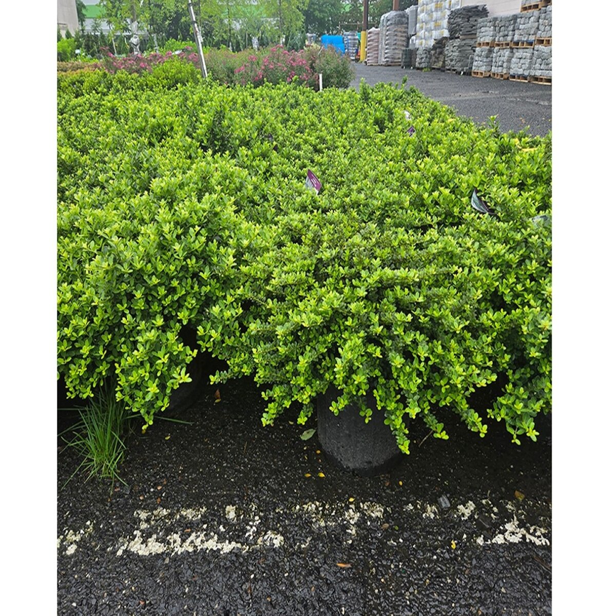 Ilex crenata Helleri Japanese Holly | SiteOne US