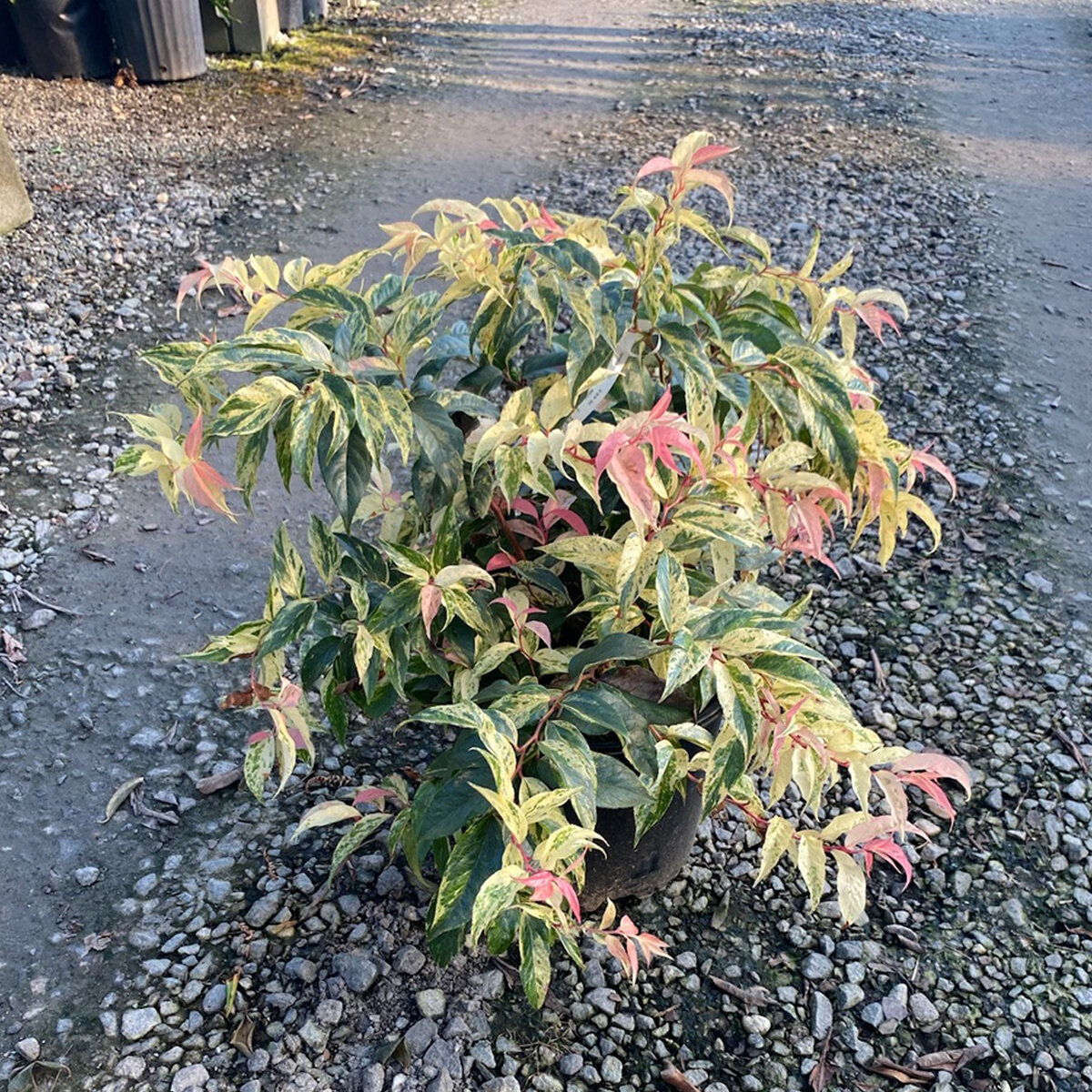 Leucothoe fontanesiana Girard's Rainbow Doghobble | SiteOne US