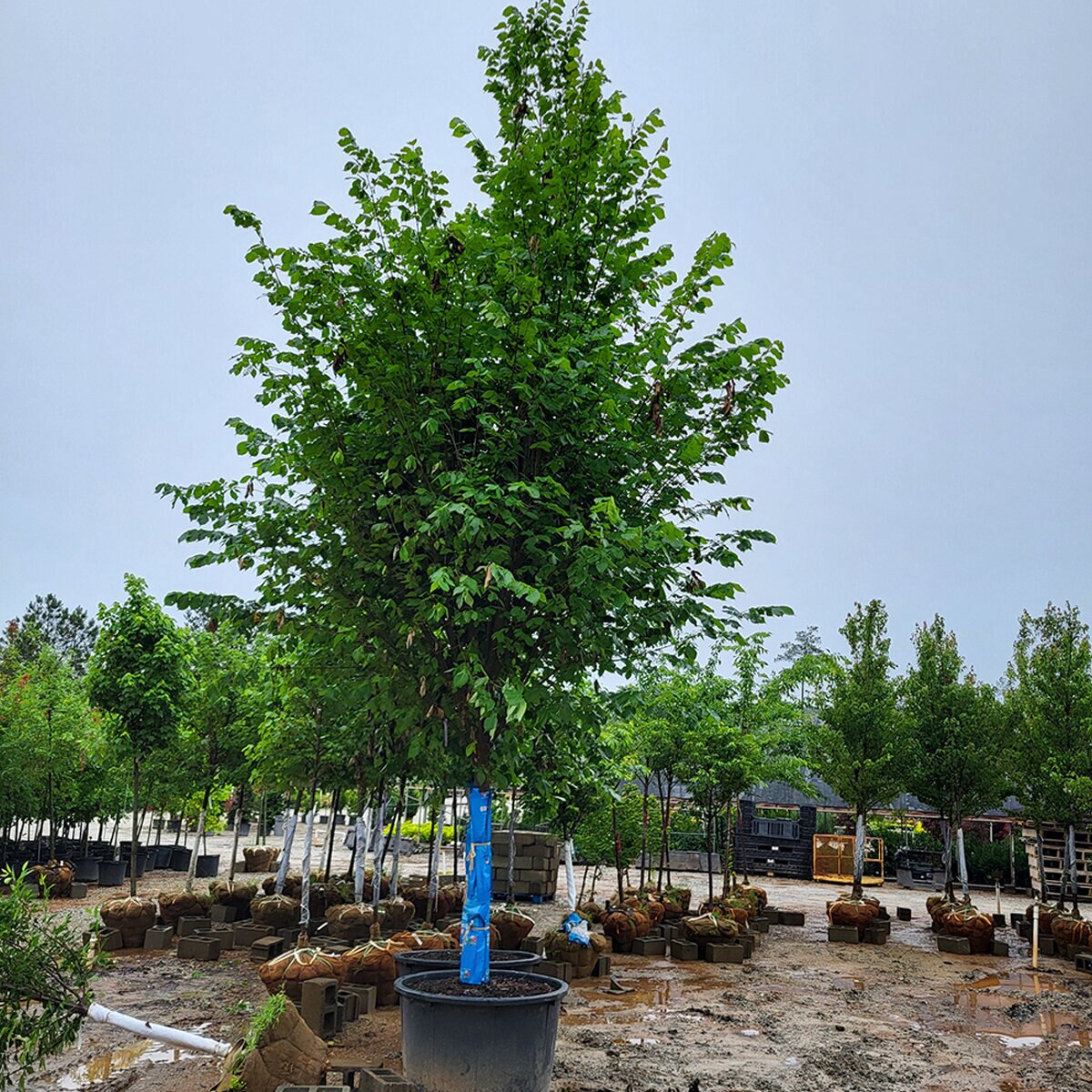 Ulmus americana Princeton American Elm | SiteOne US
