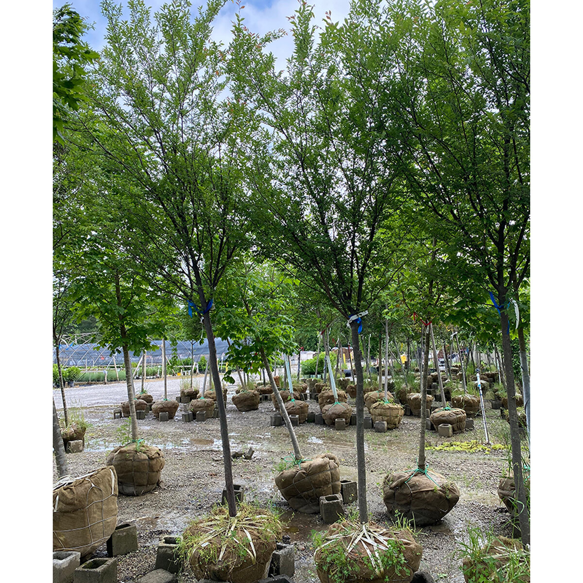 Ulmus Parvifolia Emer II Allee Chinese Elm | SiteOne US