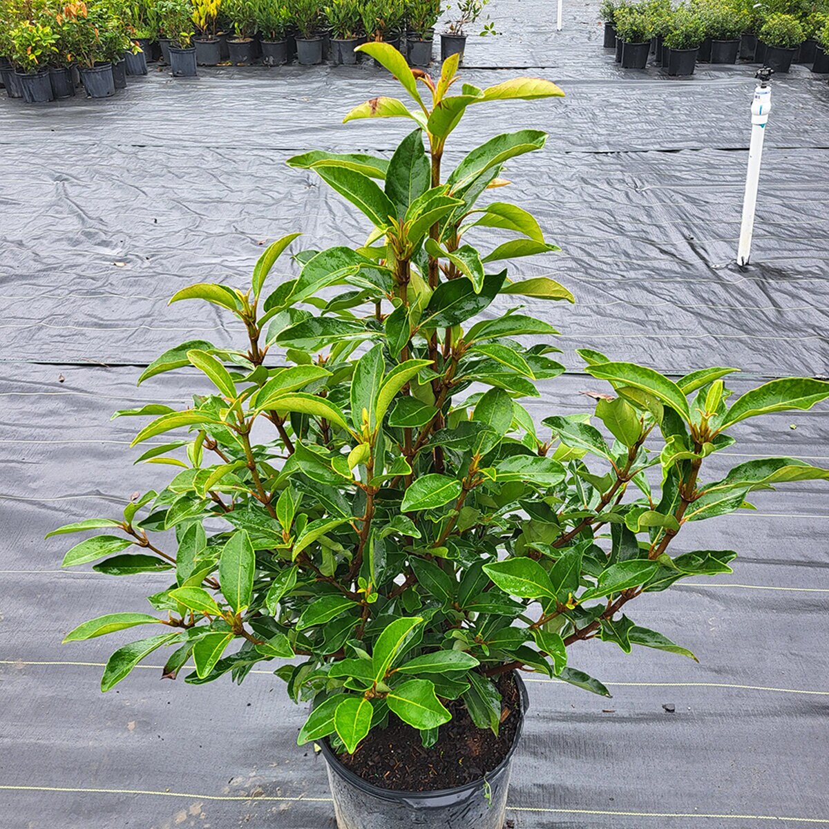 Viburnum awabuki Chindo Sweet Viburnum | SiteOne US