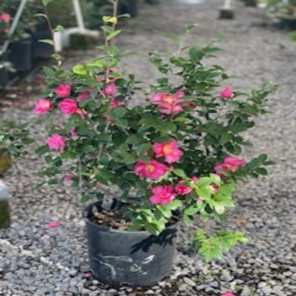 Camellia sasanqua Kanjiro Camellia | SiteOne US