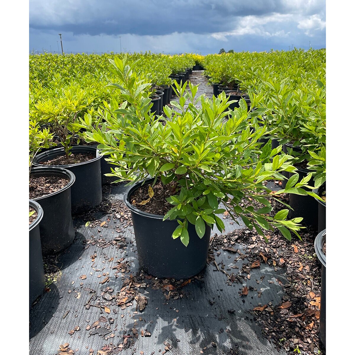 Rhododendron indicum Mrs G.G. Gerbing Southern Indian Azalea | SiteOne US