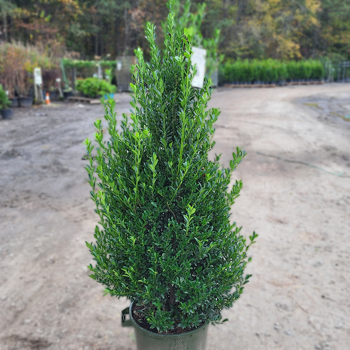 Ilex x Emerald Colonnade Holly | SiteOne US