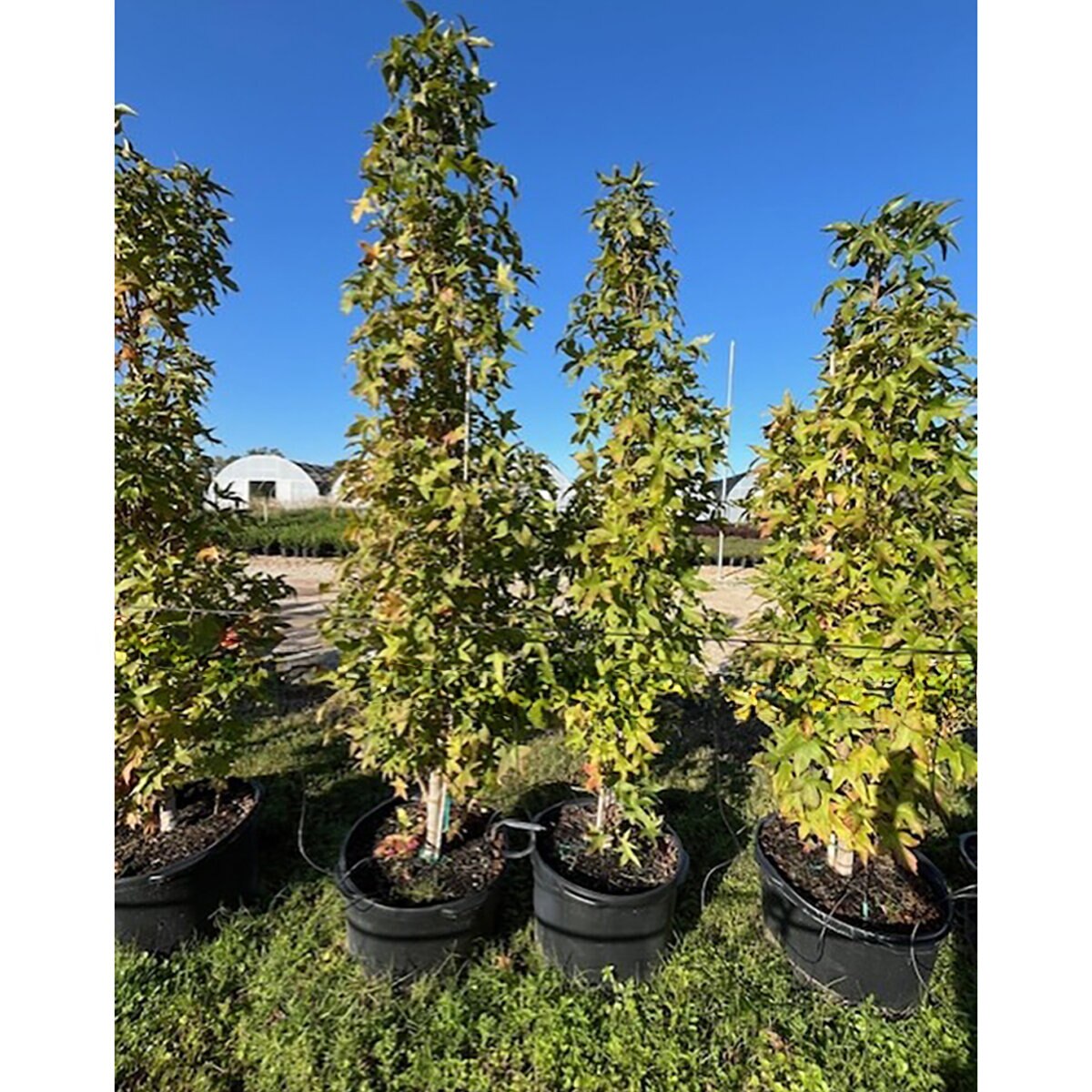 Platanus mexicana Mexican Sycamore | SiteOne US