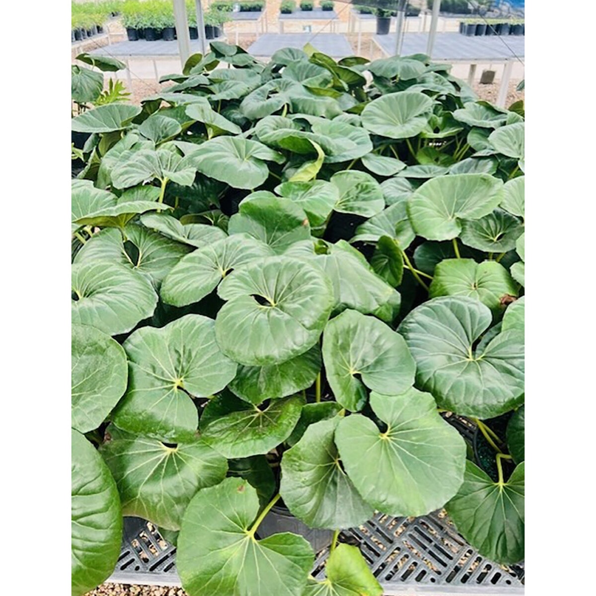 Farfugium japonicum var. giganteum Leopard Plant | SiteOne US