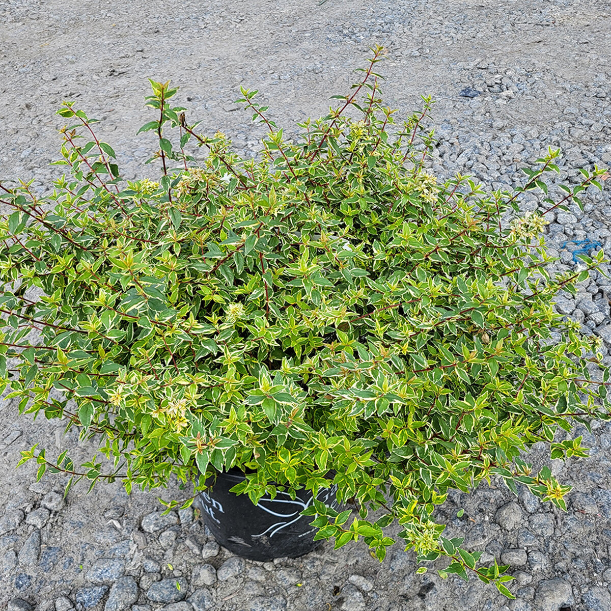 Abelia x grandiflora Radiance Glossy Abelia | SiteOne US