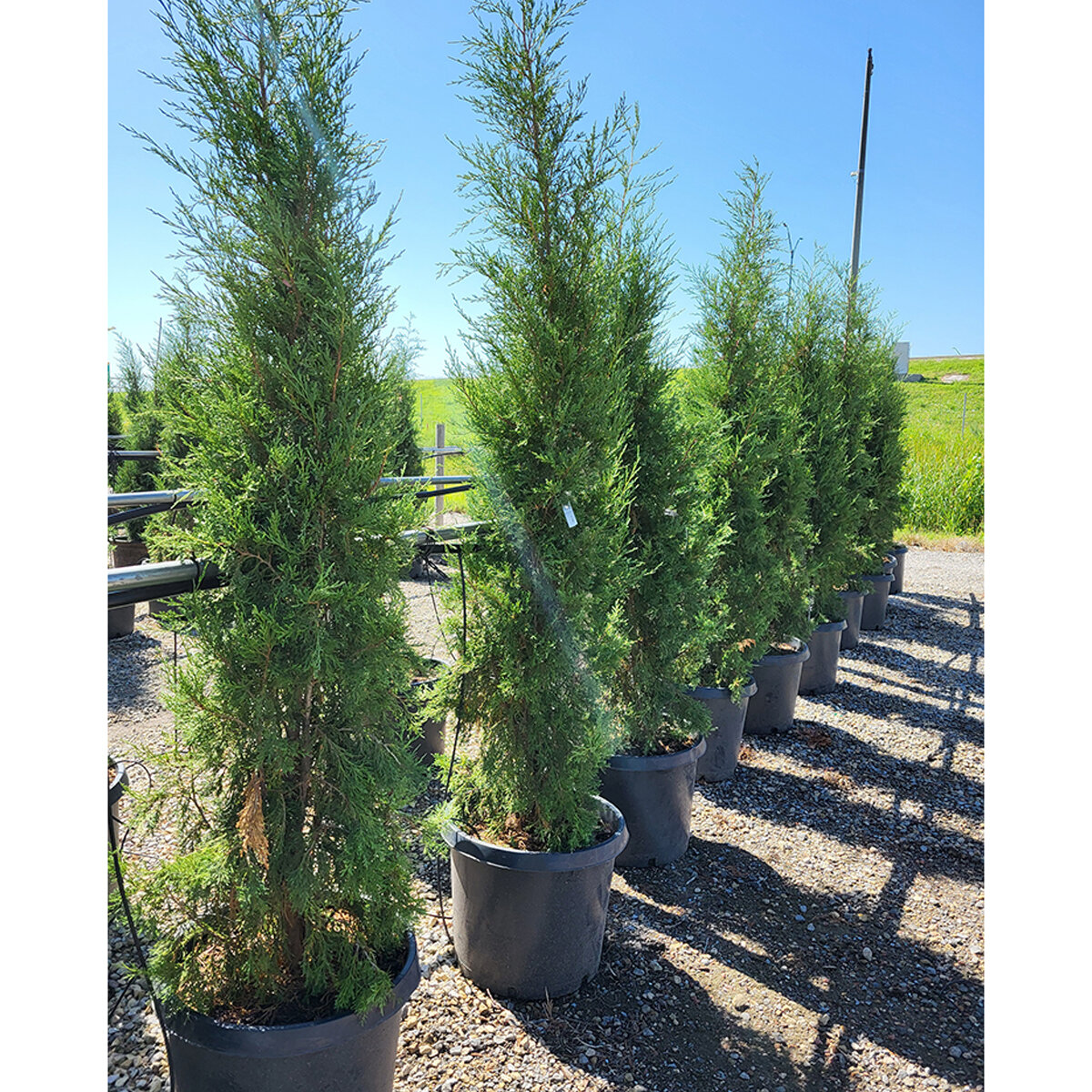 Juniperus virginiana Taylor Eastern Red Cedar | SiteOne US