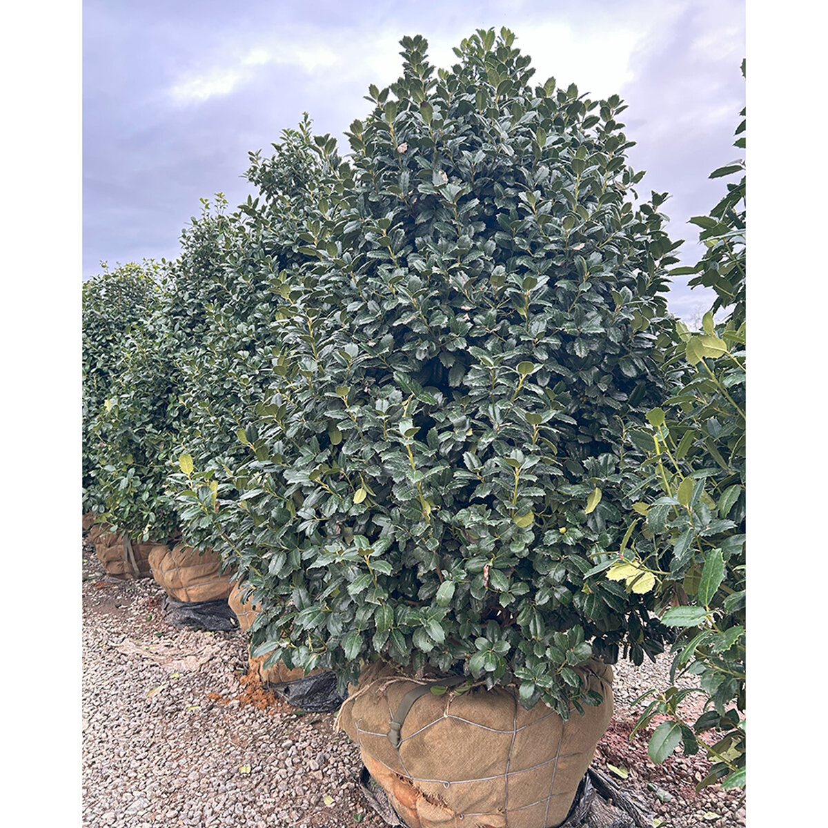 Ilex X Homefire Holly | SiteOne US