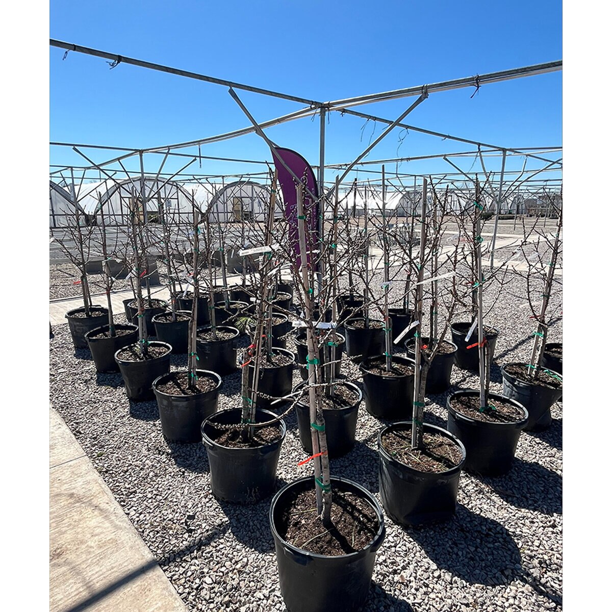 Prunus Persica Bonfire Dwarf Peach | SiteOne US