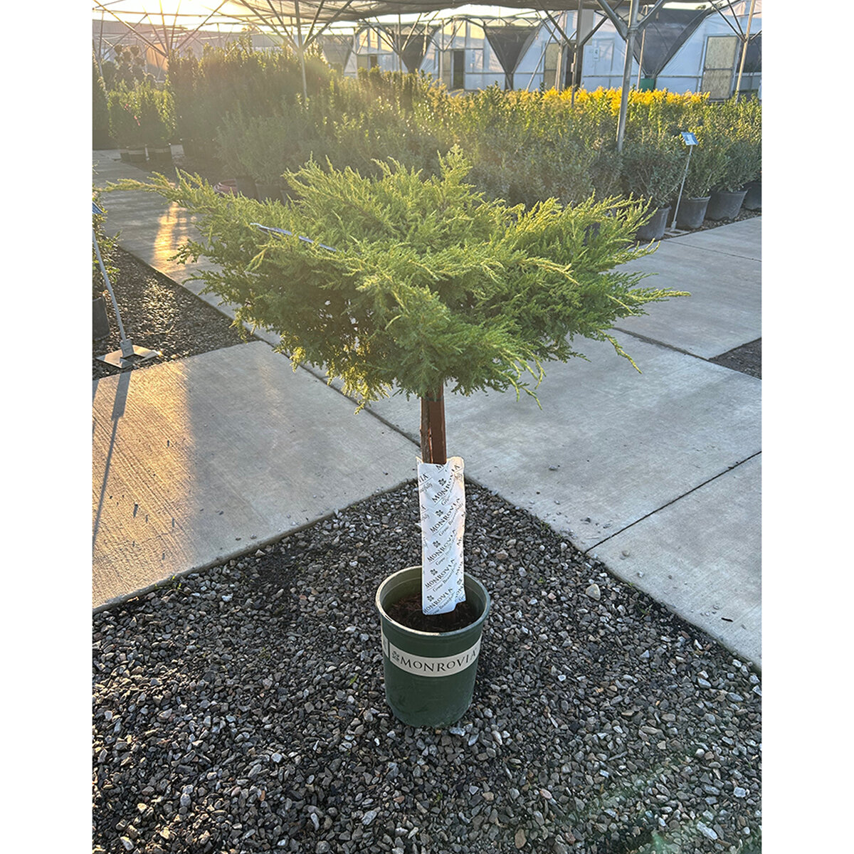Juniperus X Daub's Frosted Juniper | SiteOne US