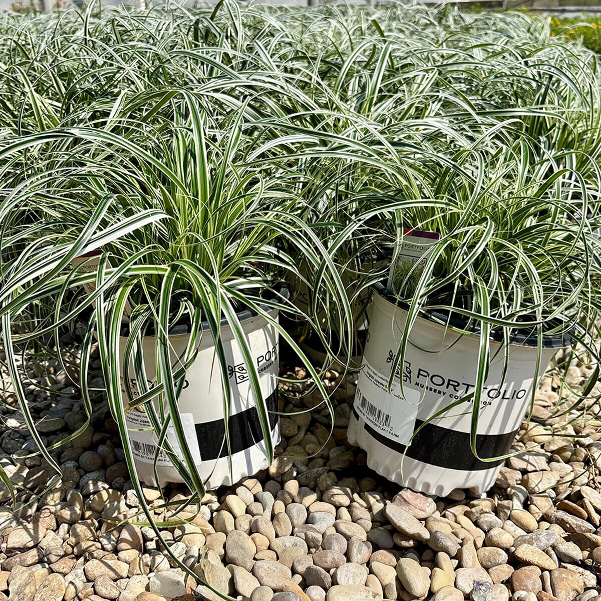 Carex oshimensis Feather Falls Japanese Sedge | SiteOne US