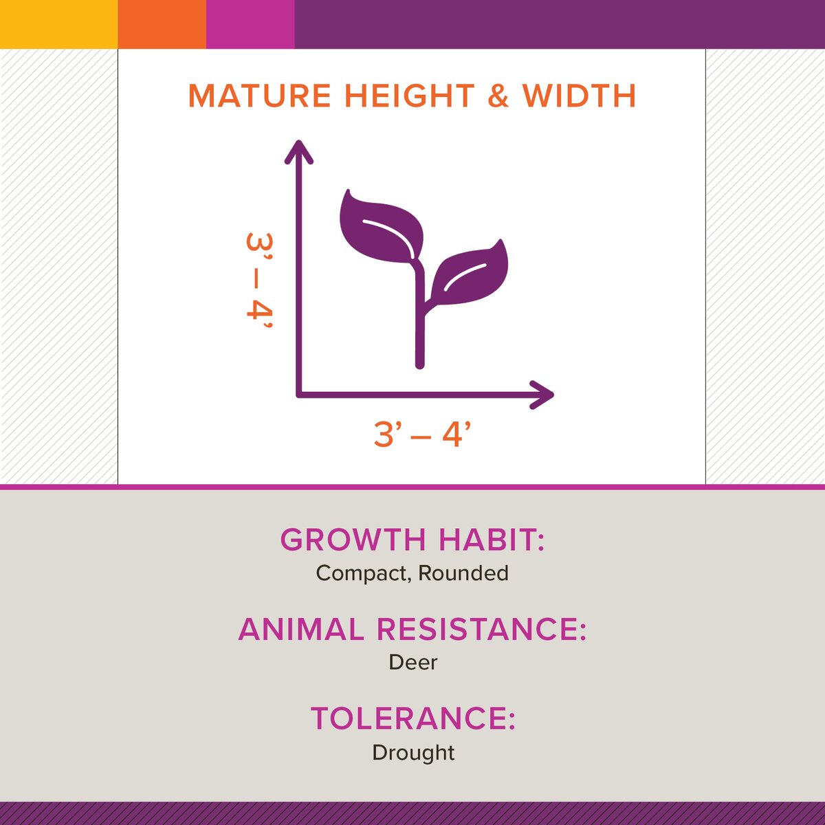 Buddleia Davidii Dapper Lavender Portfolio Butterfly Bush | SiteOne US