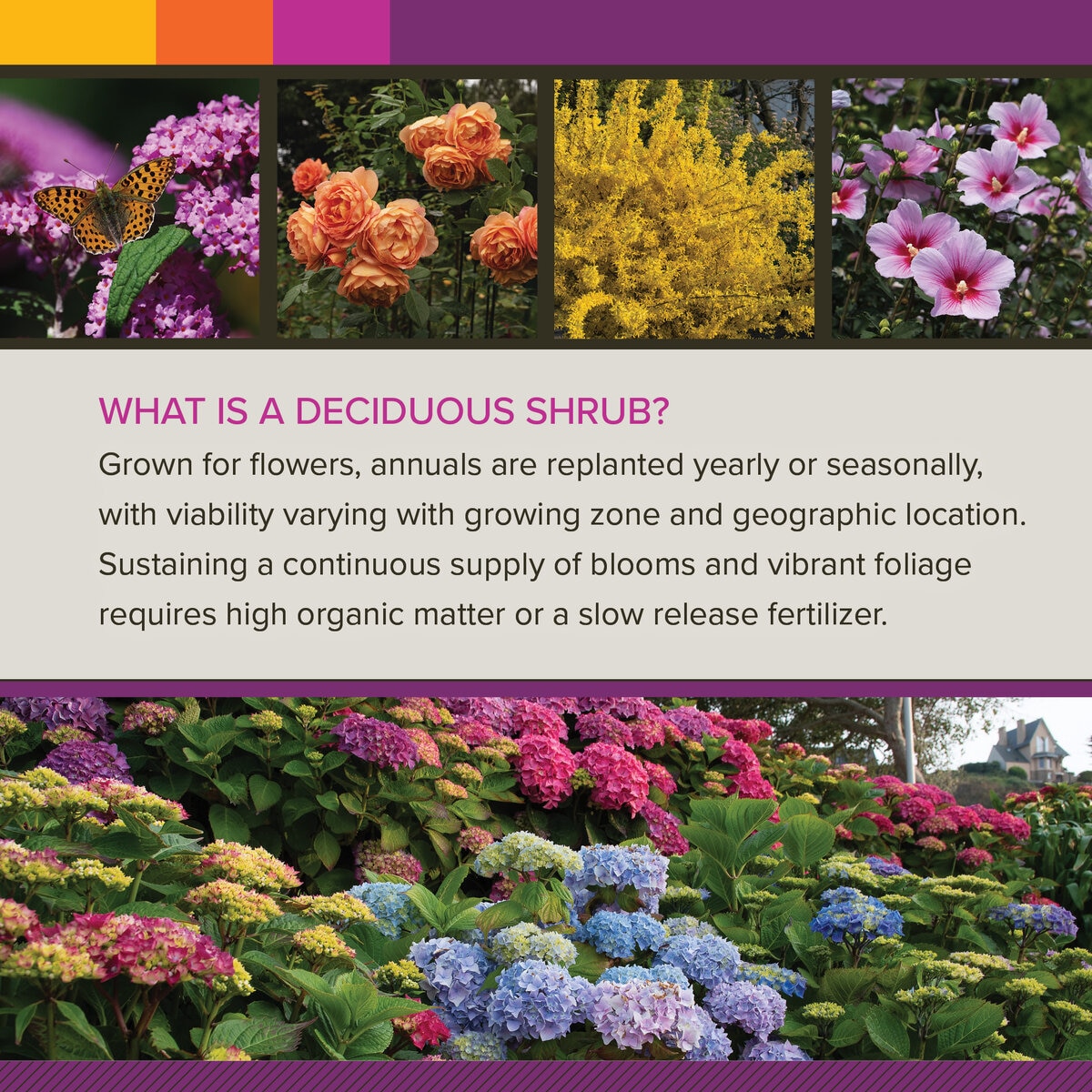 Buddleia Davidii Dapper Lavender Portfolio Butterfly Bush | SiteOne US