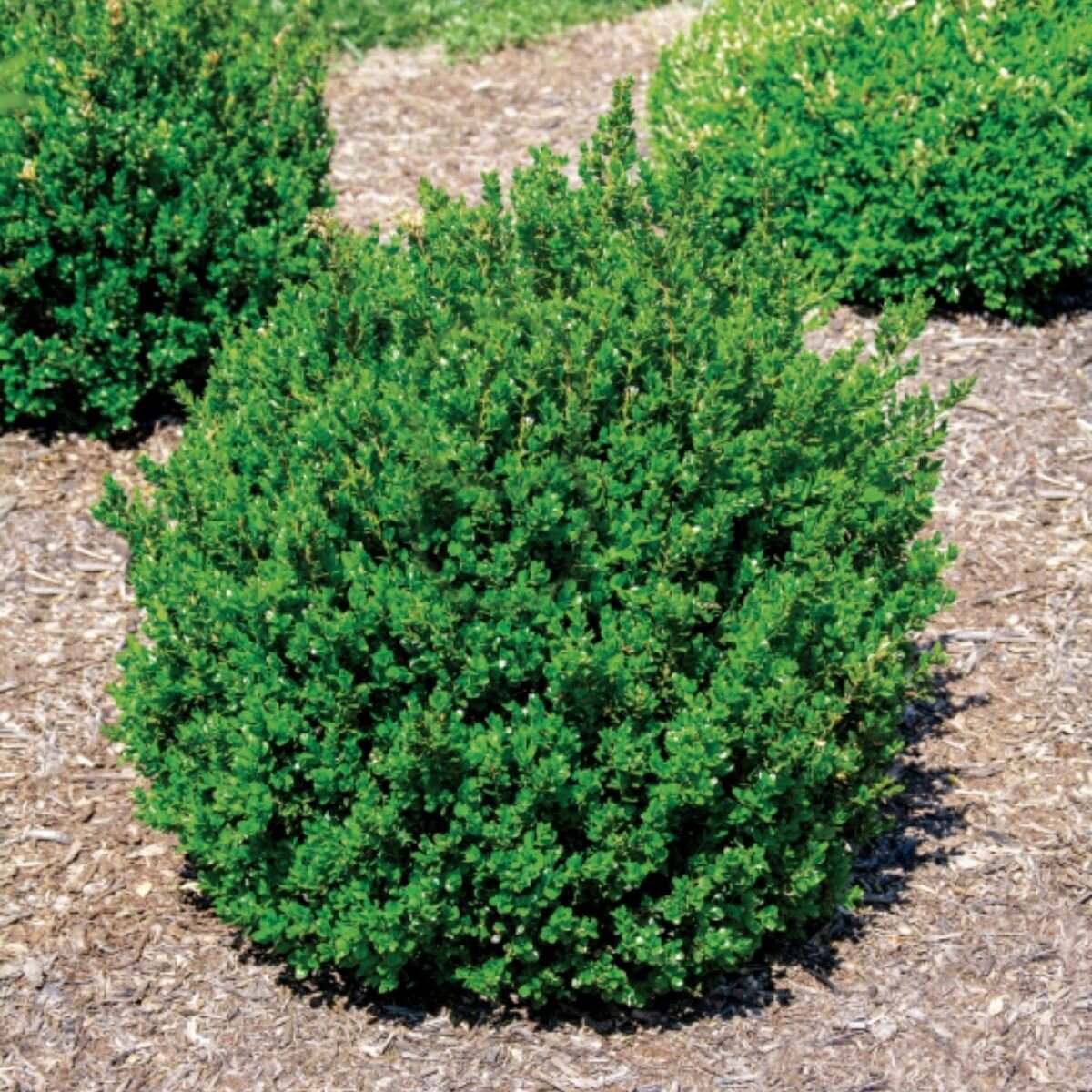 Buxus microphylla Little Missy Portfolio Littleleaf Boxwood | SiteOne US