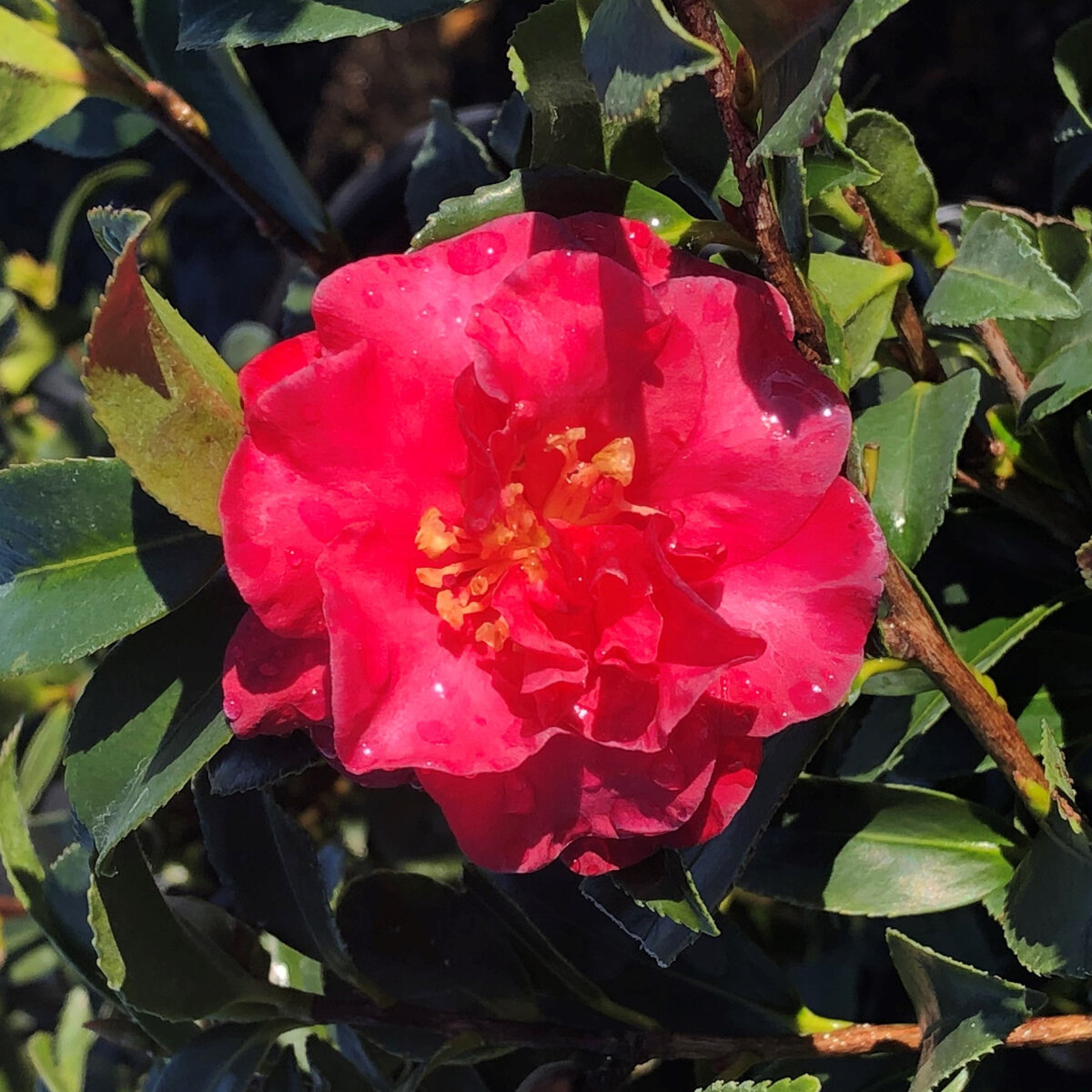 Camellia x Royal Flush Shi Shi Portfolio Camellia | SiteOne US