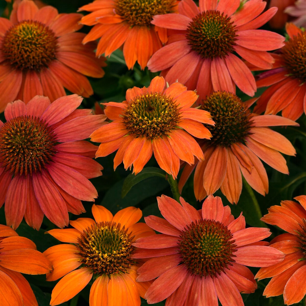 Echinacea x hybrida Artisan Red Ombre Portfolio Coneflower | SiteOne US
