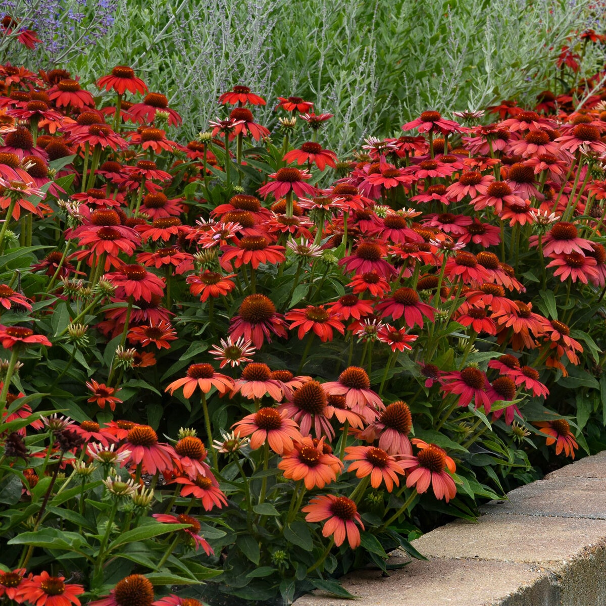 Echinacea x hybrida Artisan Red Ombre Portfolio Coneflower | SiteOne US