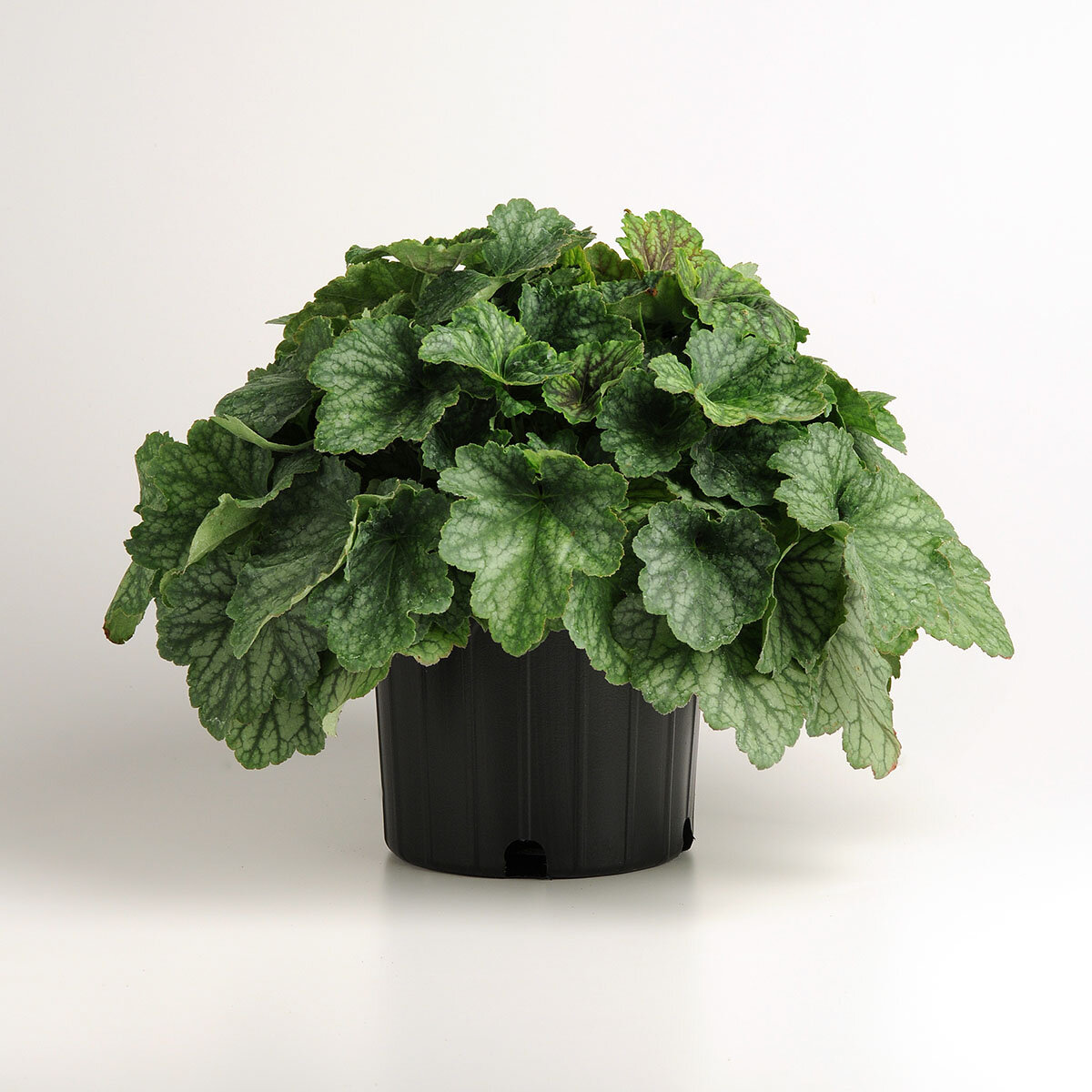 Heuchera x hybrida Carnival Cocomint Portfolio Coral Bells | SiteOne US