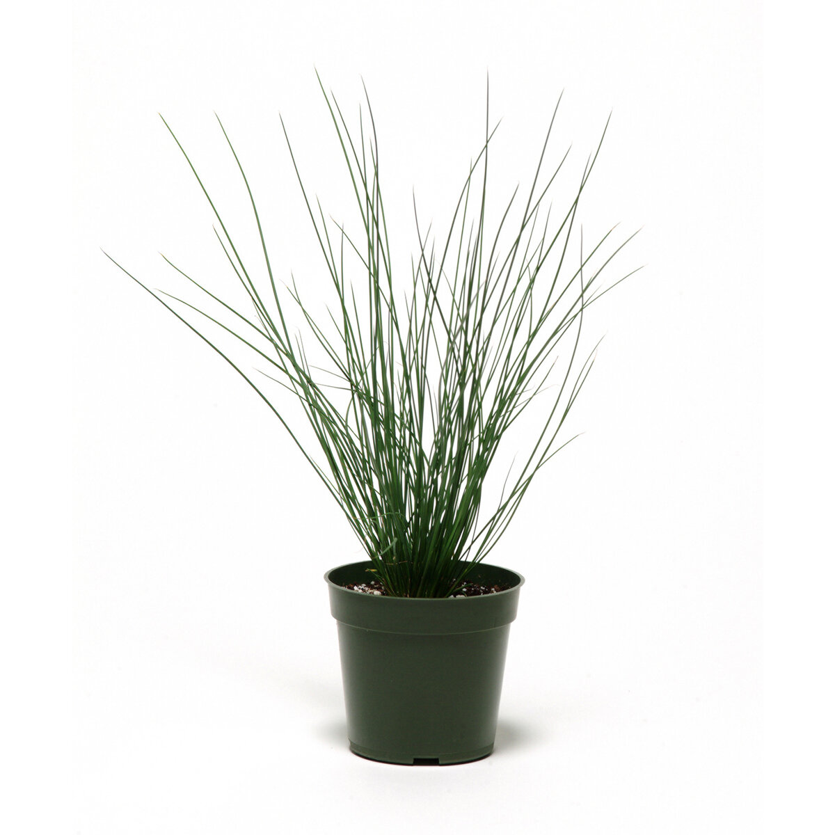 Juncus Tenuis Blue Dart Portfolio Rush | SiteOne US