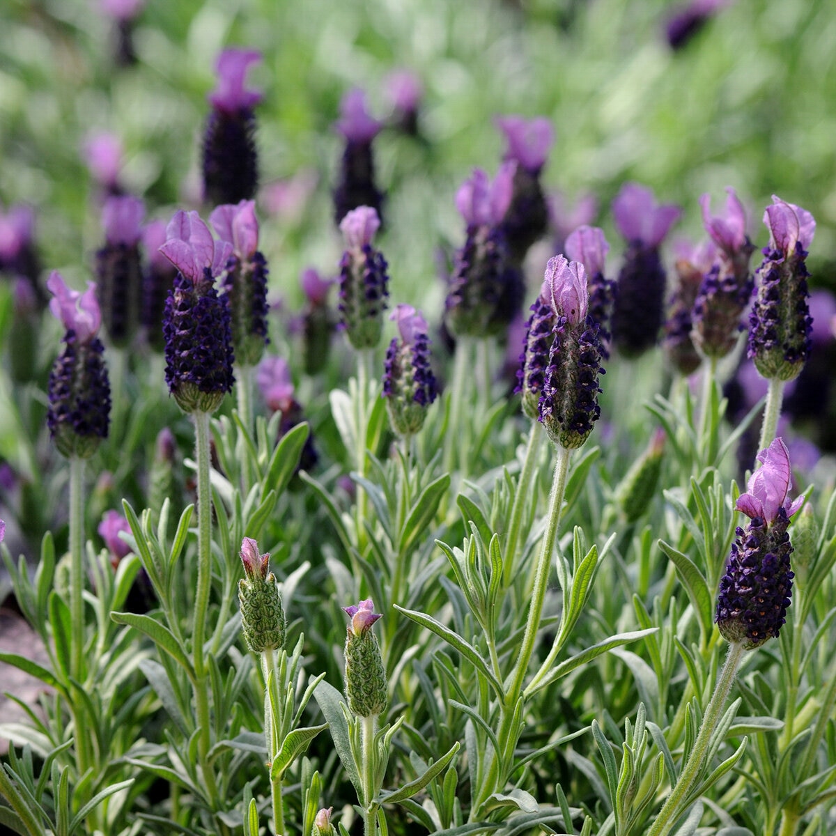 Lavandula Stoechas Silver Anouk Portfolio Spanish Lavender | SiteOne US