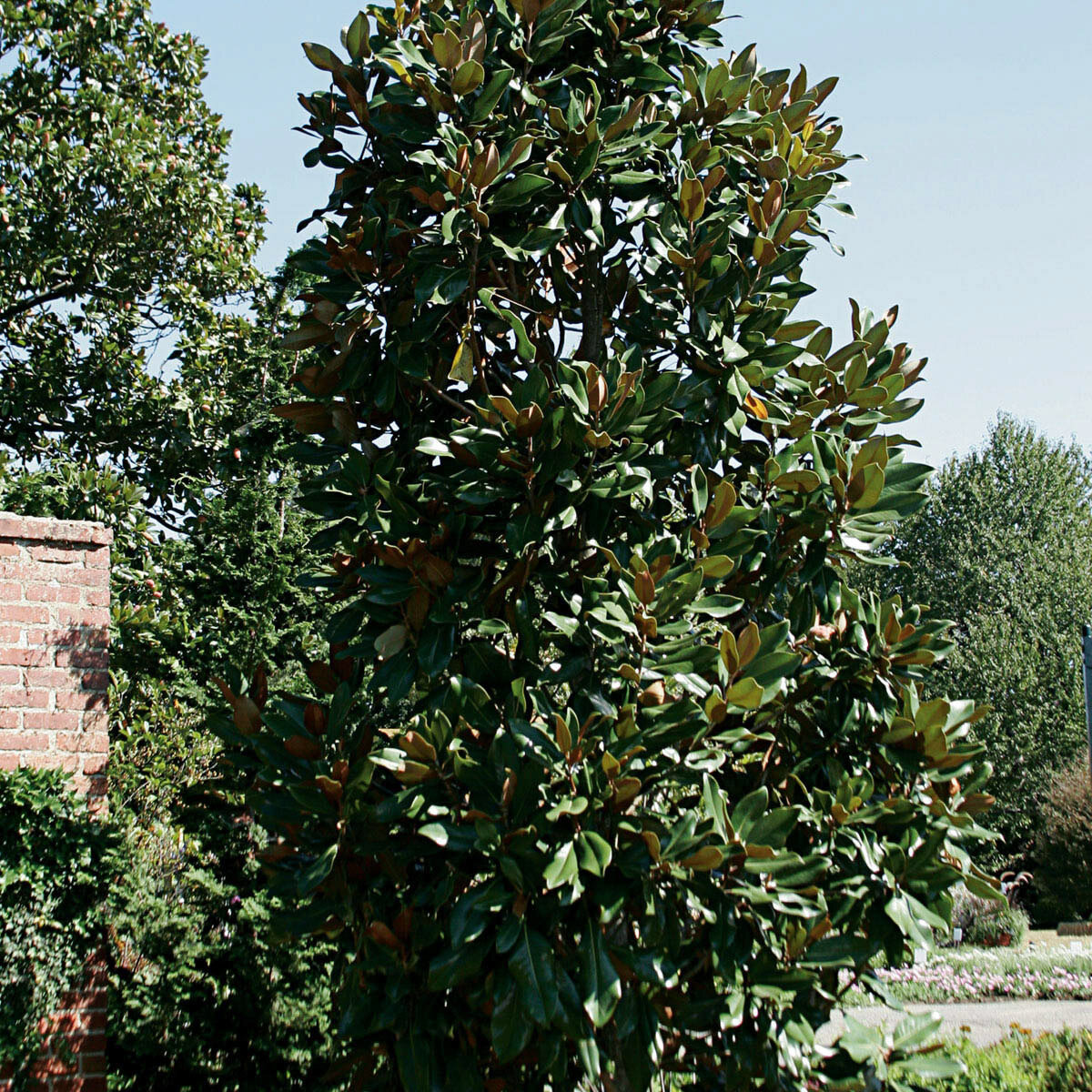 Magnolia grandiflora Bracken's Brown Beauty Portfolio Southern Magnolia ...