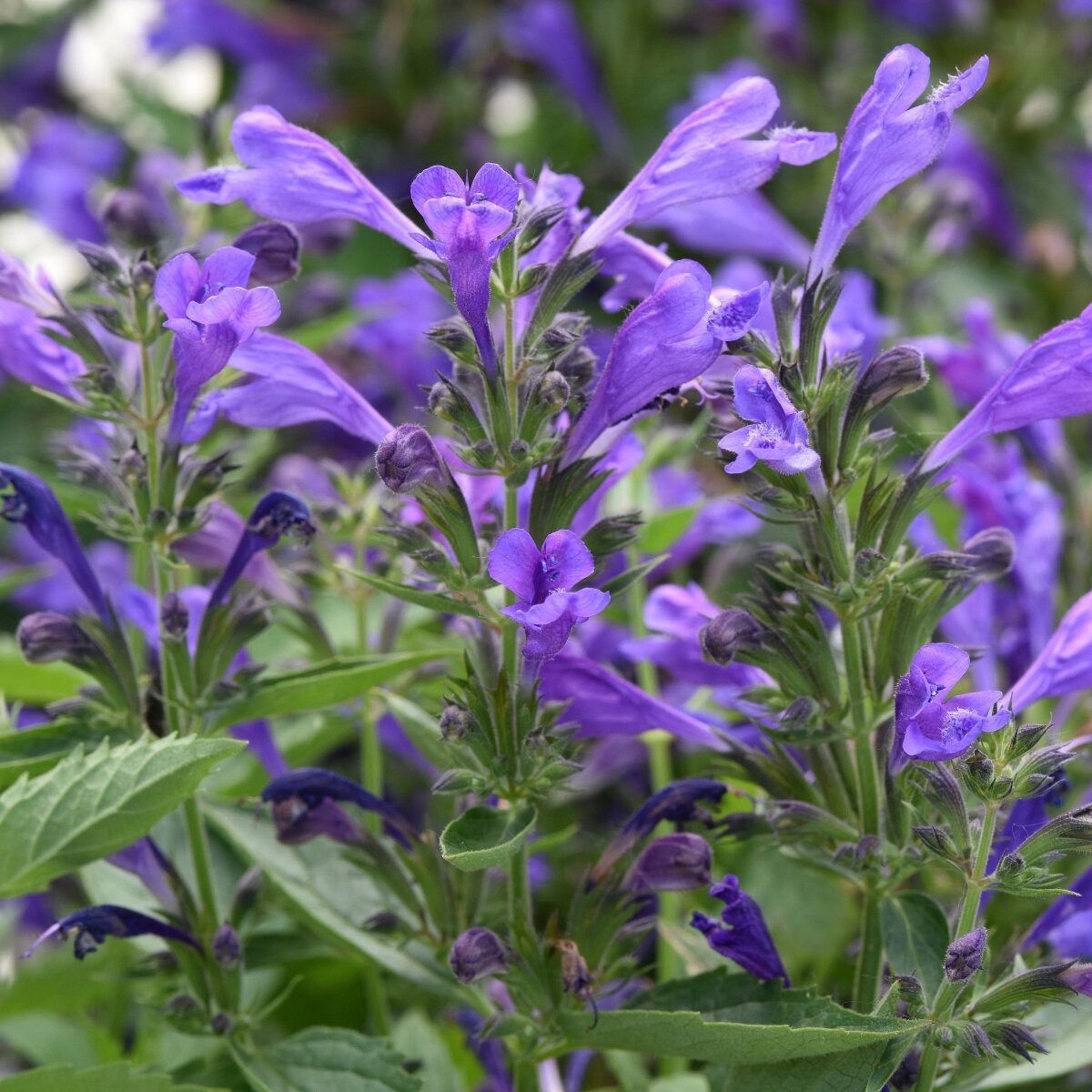 Nepeta subsessilis Prelude Purple Portfolio Japanese Catmint | SiteOne US