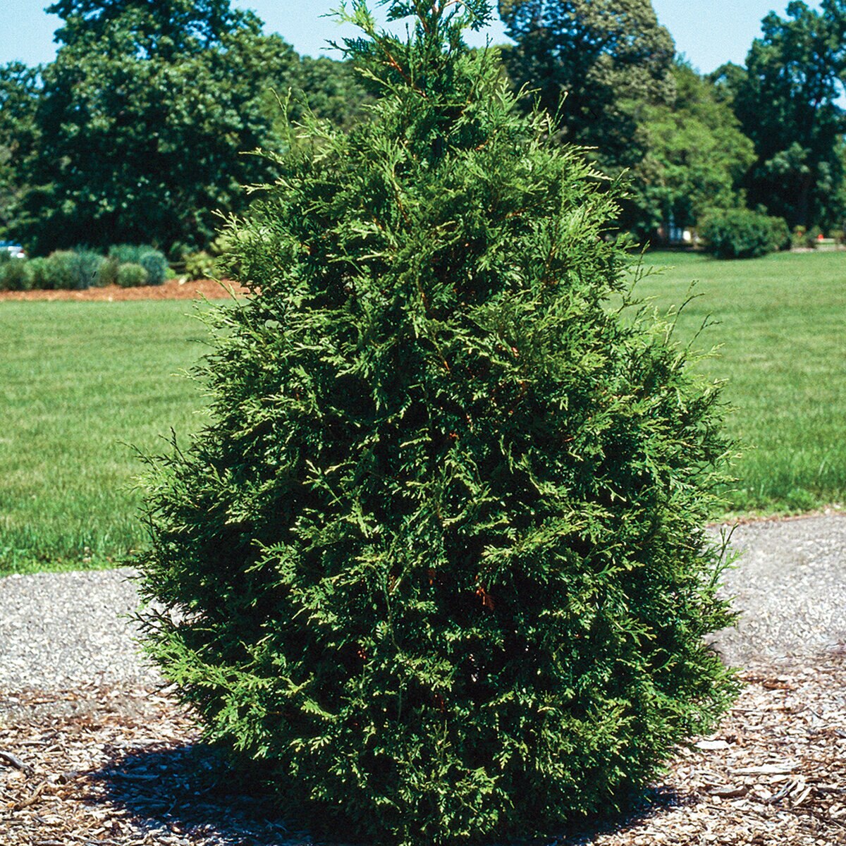 Thuja Standish X Plicata Green Giant Portfolio Arborvitae | SiteOne US