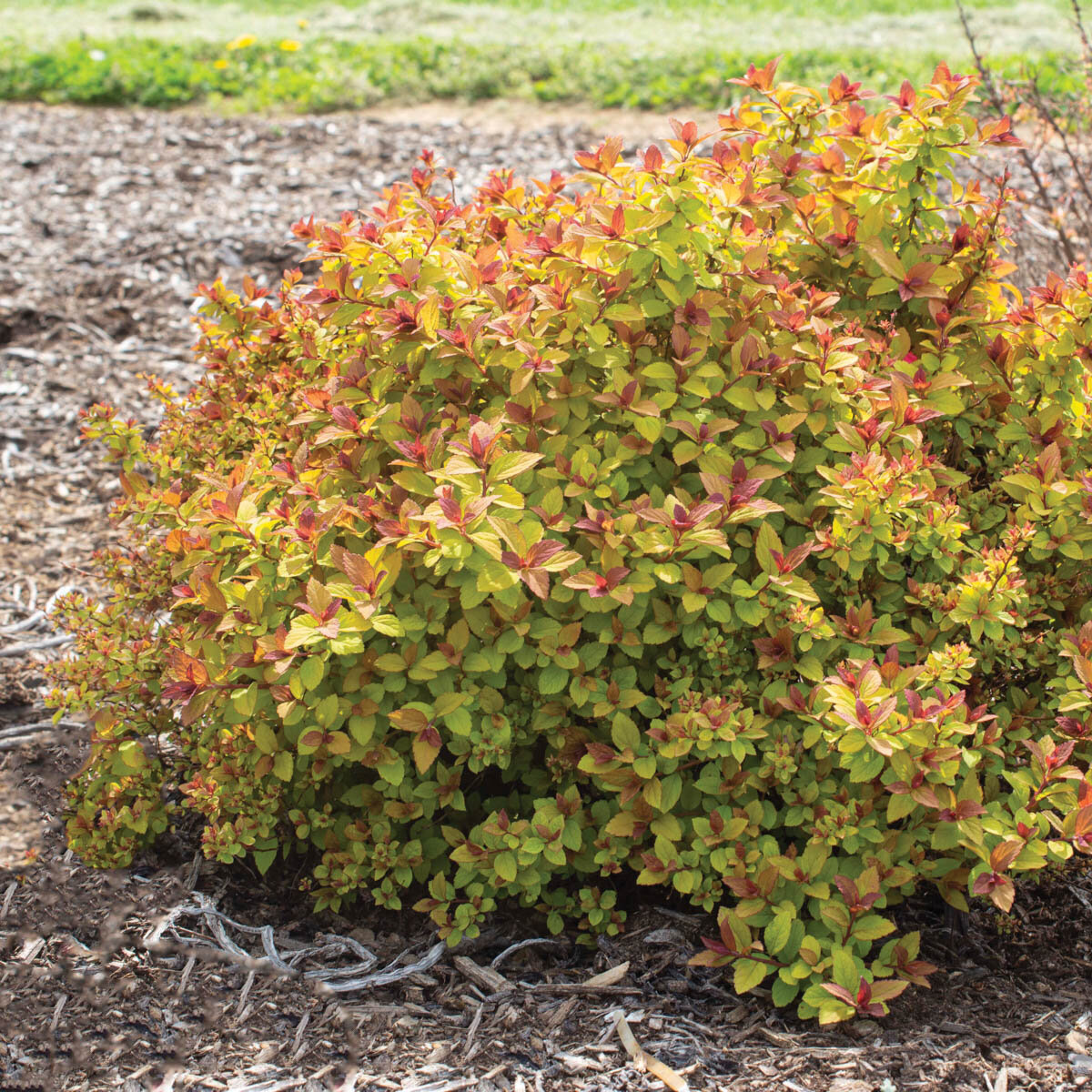 Spiraea japonica Empire Northern Lights Portfolio Spirea | SiteOne US