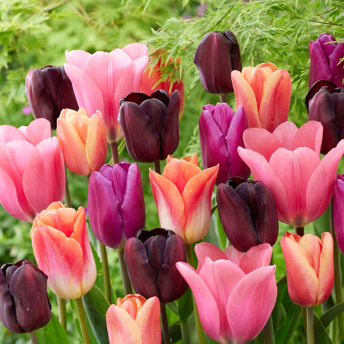 Tulipa Bulb Portfolio Supernova Mixture Tulip | SiteOne US