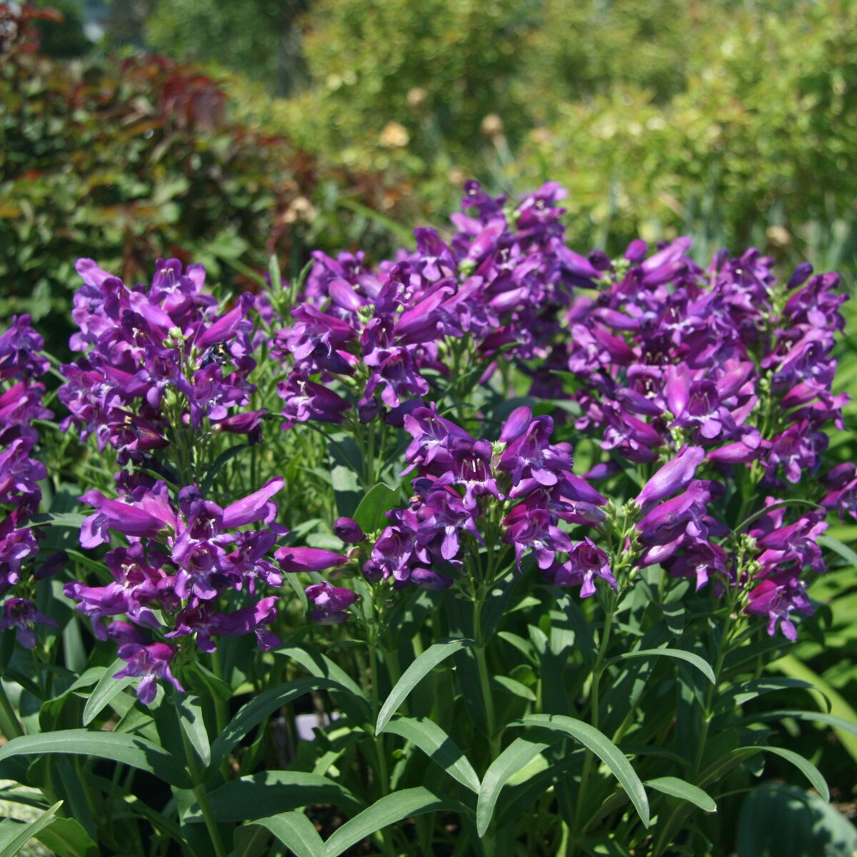 Penstemon Barbatus Rock Candy Purple Portfolio Beardtongue | SiteOne US