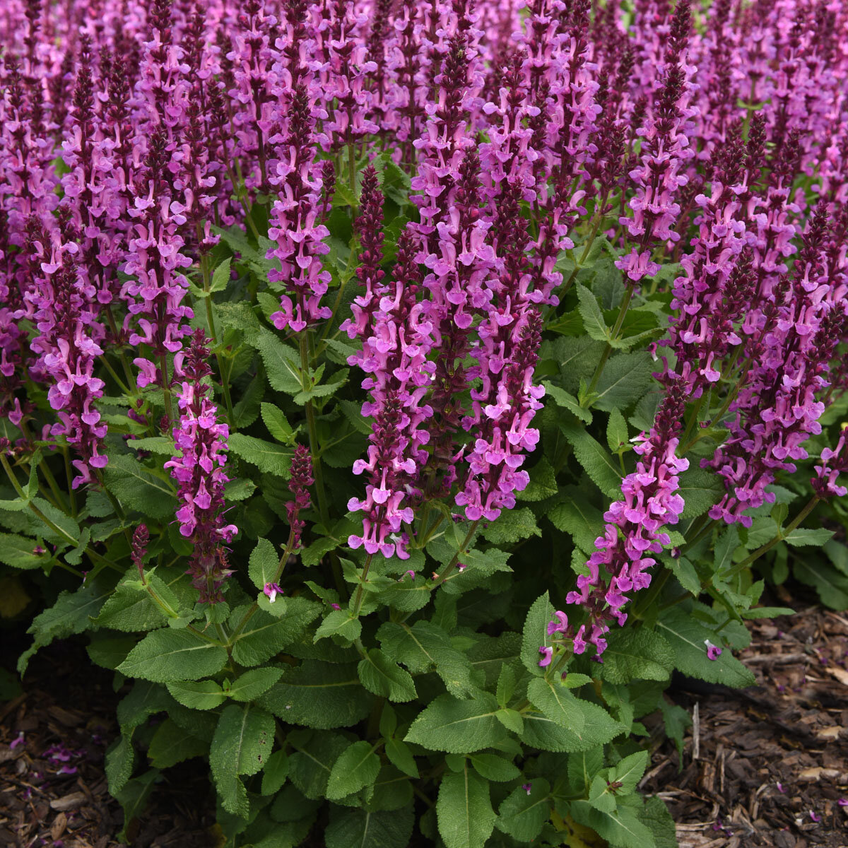 Salvia Nemorosa Rose Marvel Portfolio Woodland Sage | SiteOne US
