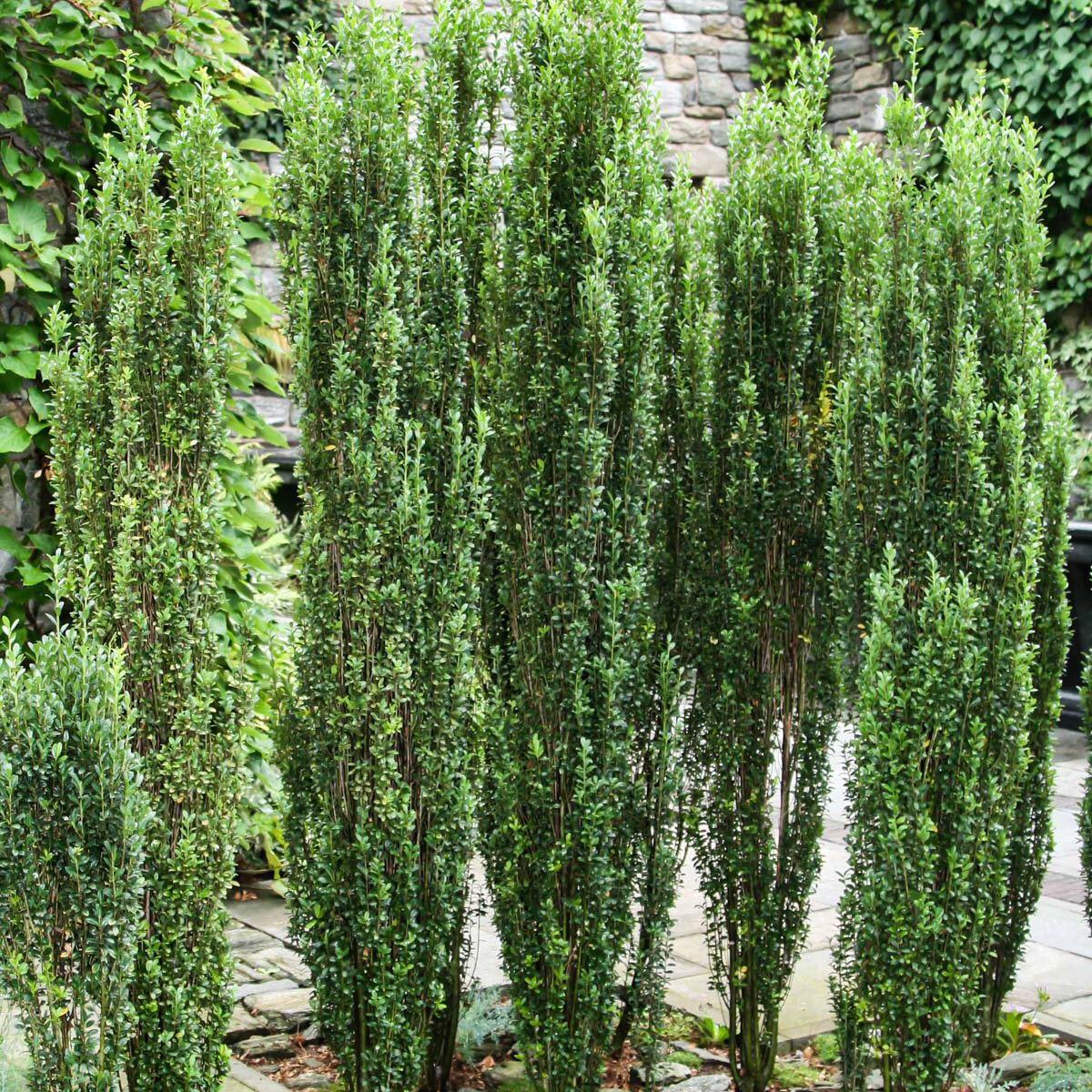 Ilex Crenata Sky Pencil Portfolio Japanese Holly | SiteOne US