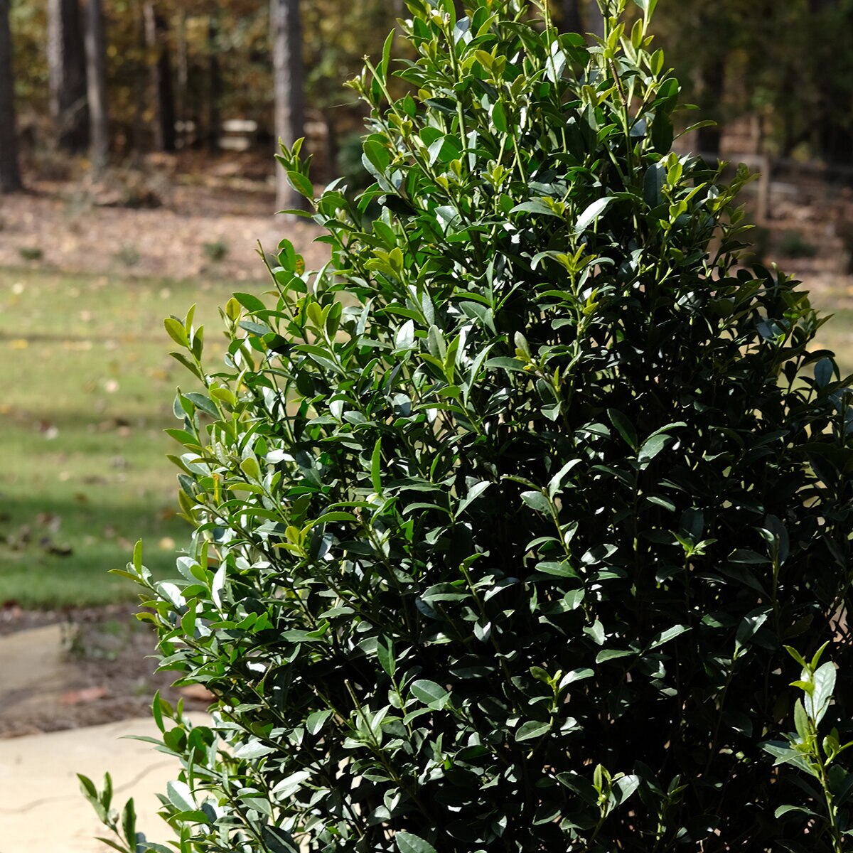 Ilex x Aim High Arrow Point Portfolio Holly | SiteOne US