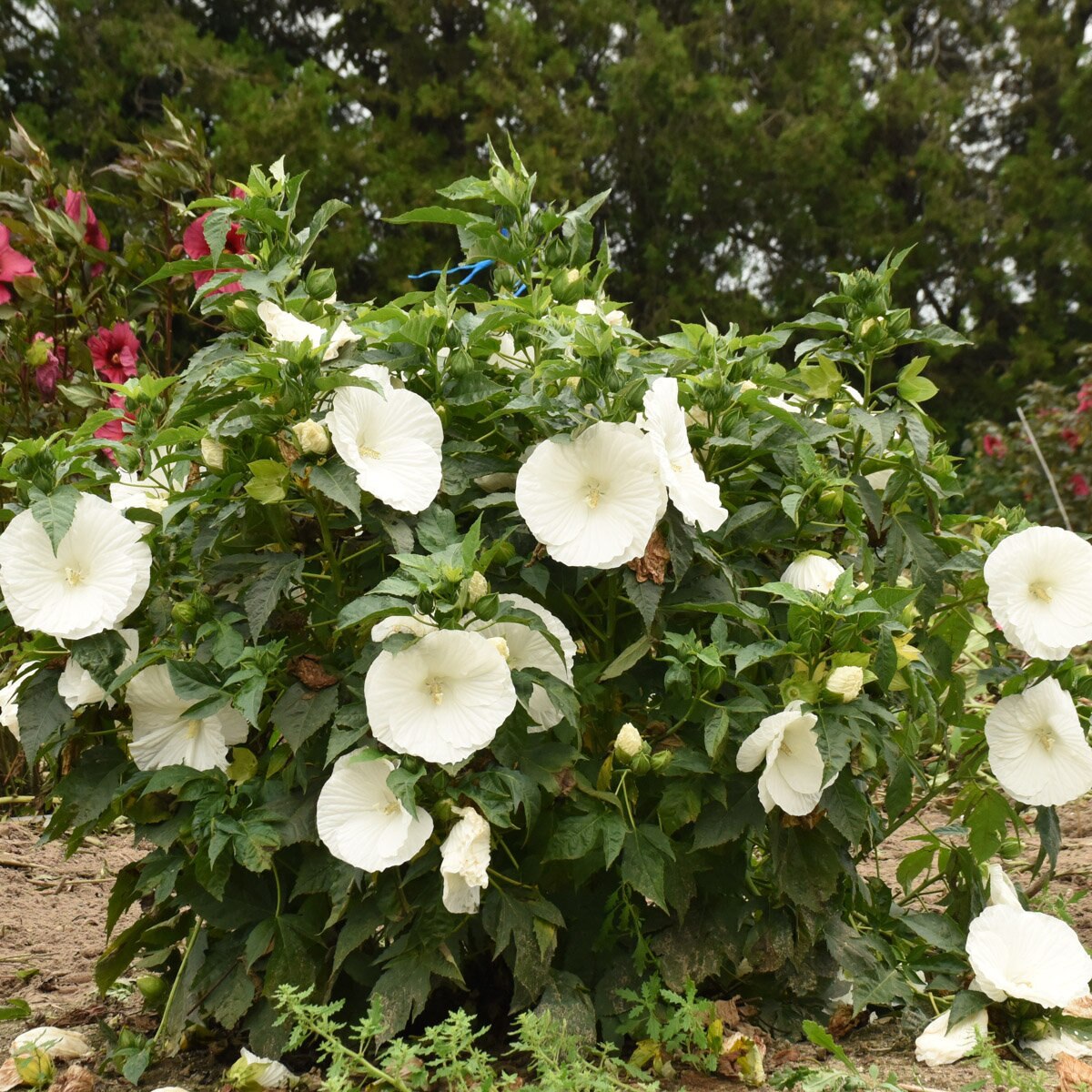 HIbiscus x Marshmallow Moon Portfolio Rose Mallow | SiteOne US