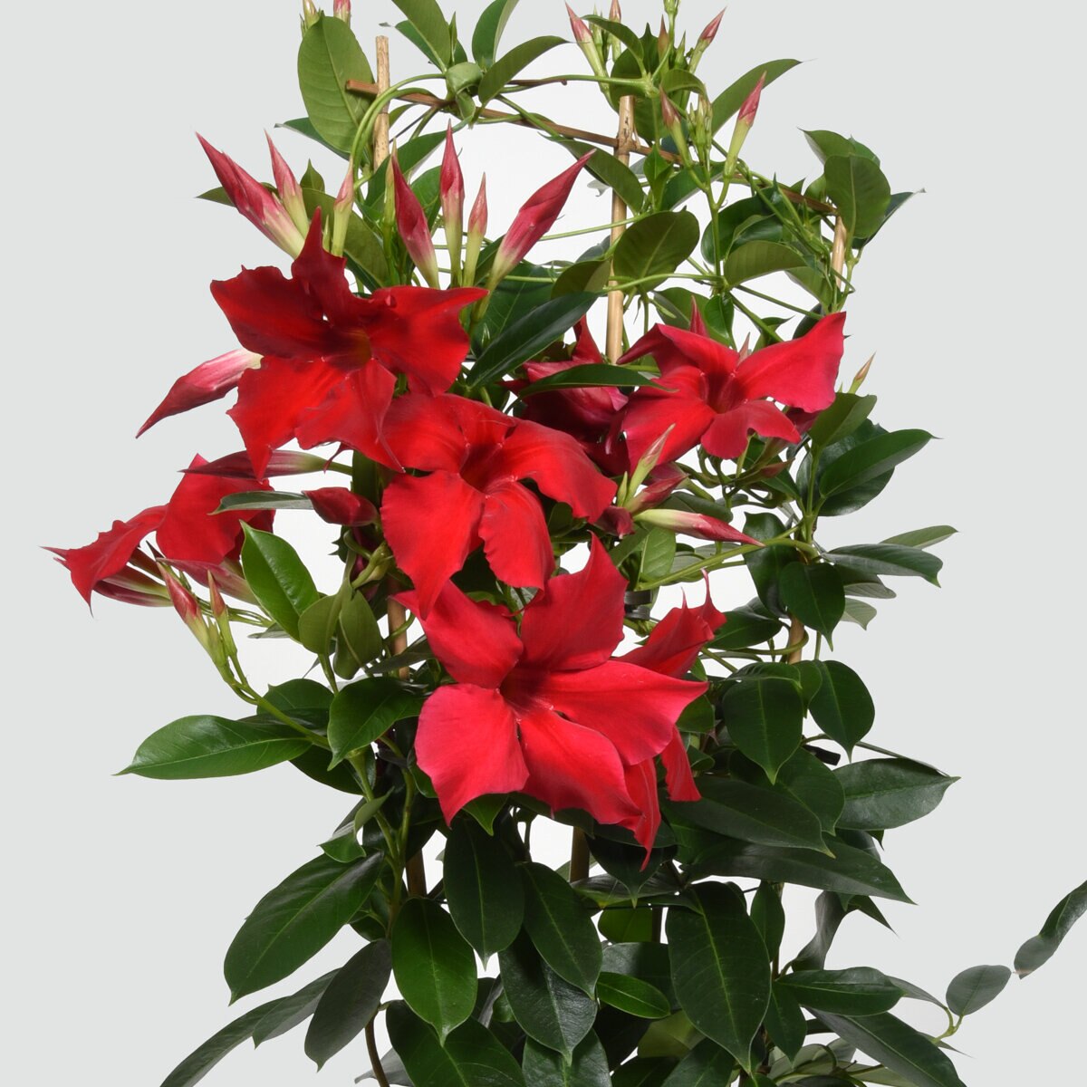 Mandevilla Sanderi Summerstar New Red Portfolio Mandevilla | SiteOne US