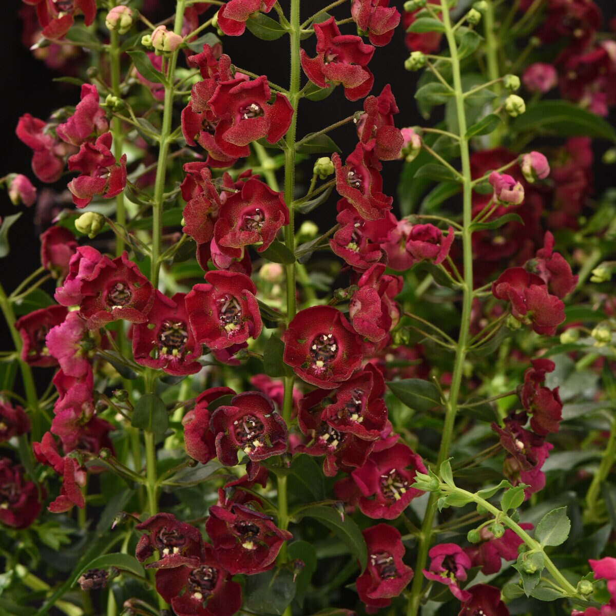 Angelonia angustifolia Archangel Ruby Sangria Portfolio Summer ...