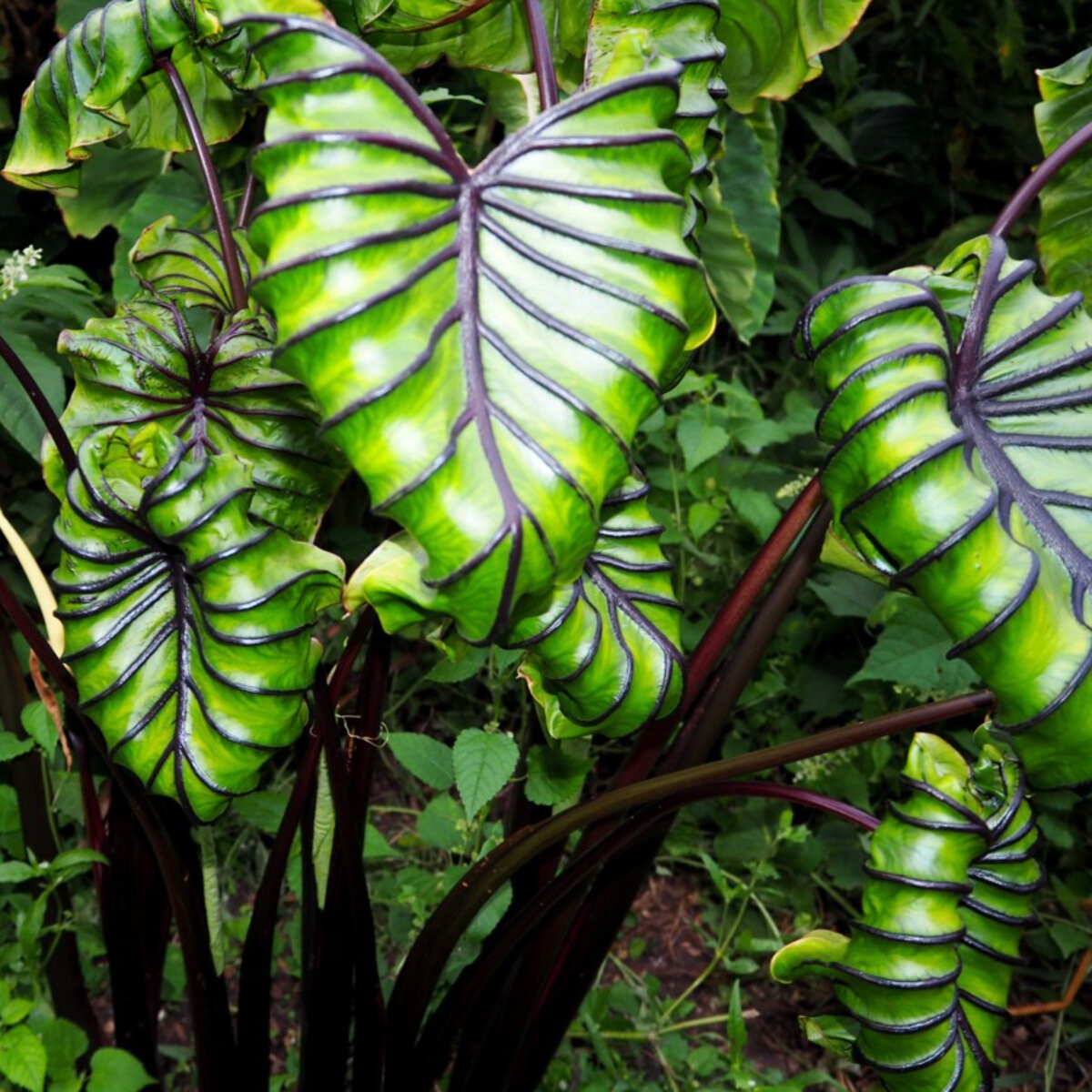 Colocasia x Pharaoh's Mask Portfolio Elephant Ear | SiteOne US