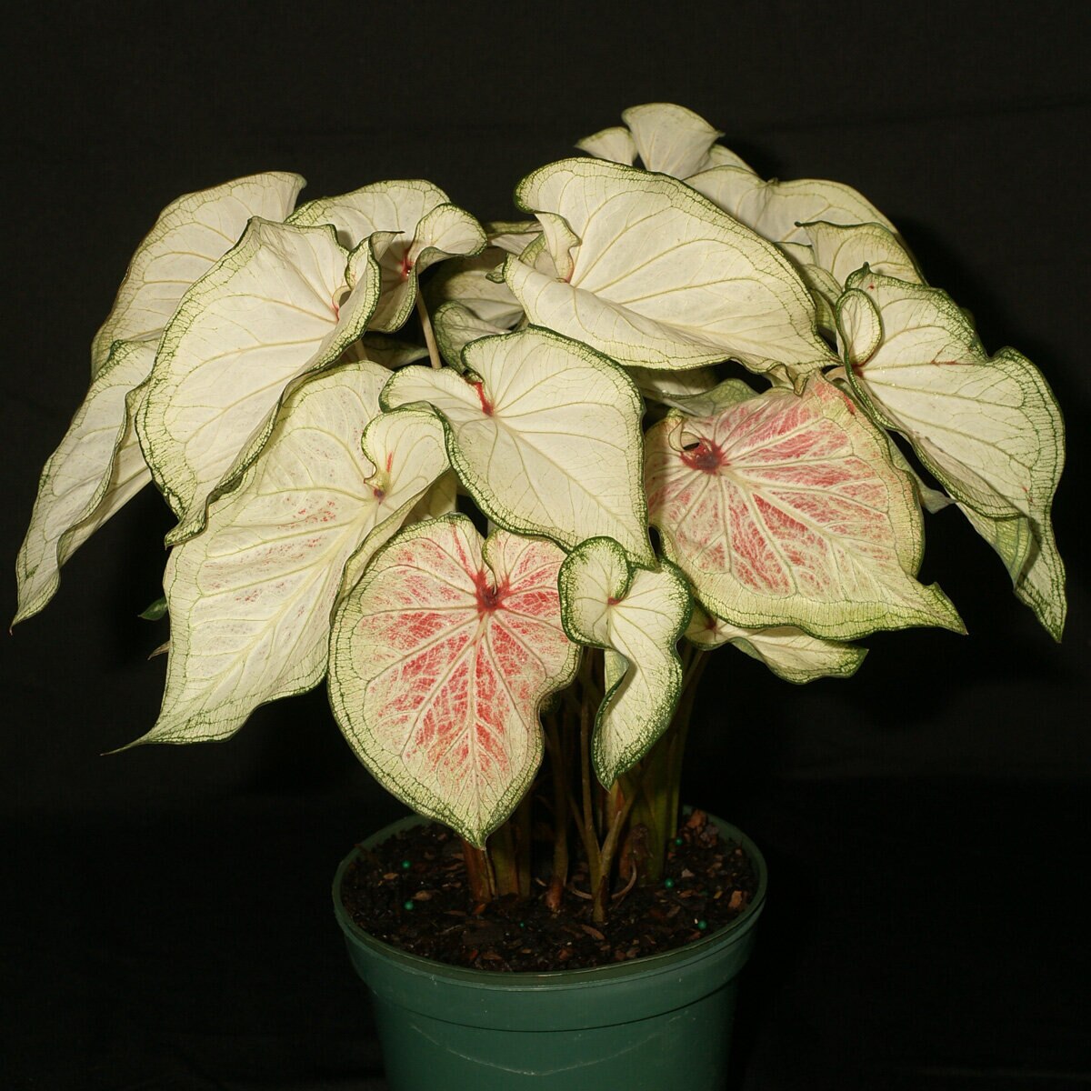 Caladium bicolor High Society Portfolio Strap Leaf Angel Wings | SiteOne US