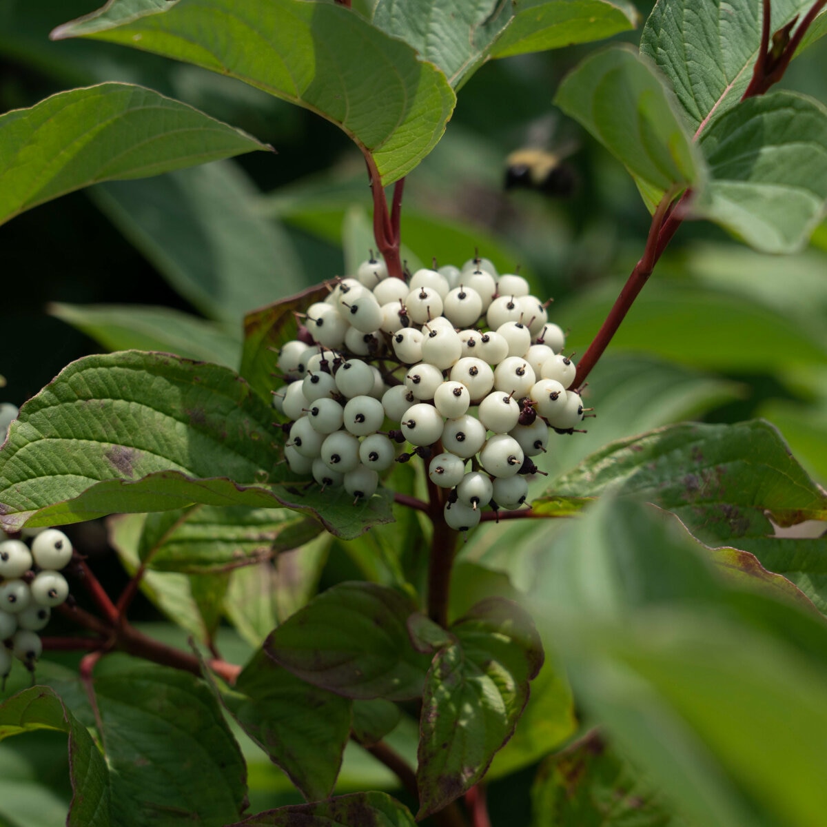 Cornus sericea Winter Spark Portfolio Red Twig Dogwood | SiteOne US