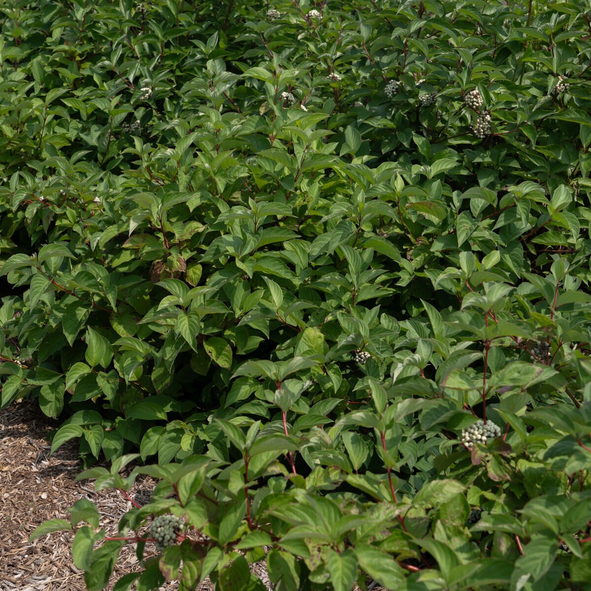 Cornus sericea Winter Spark Portfolio Red Twig Dogwood | SiteOne US