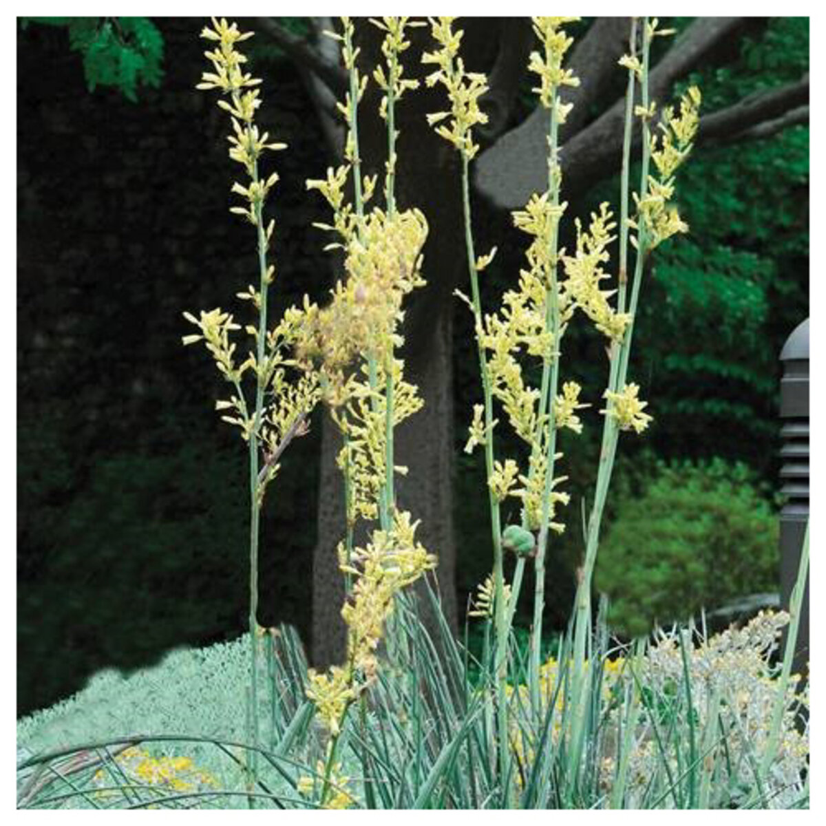 Hesperaloe Parviflora Yellow Sun Portfolio Yellow Red Yucca | SiteOne