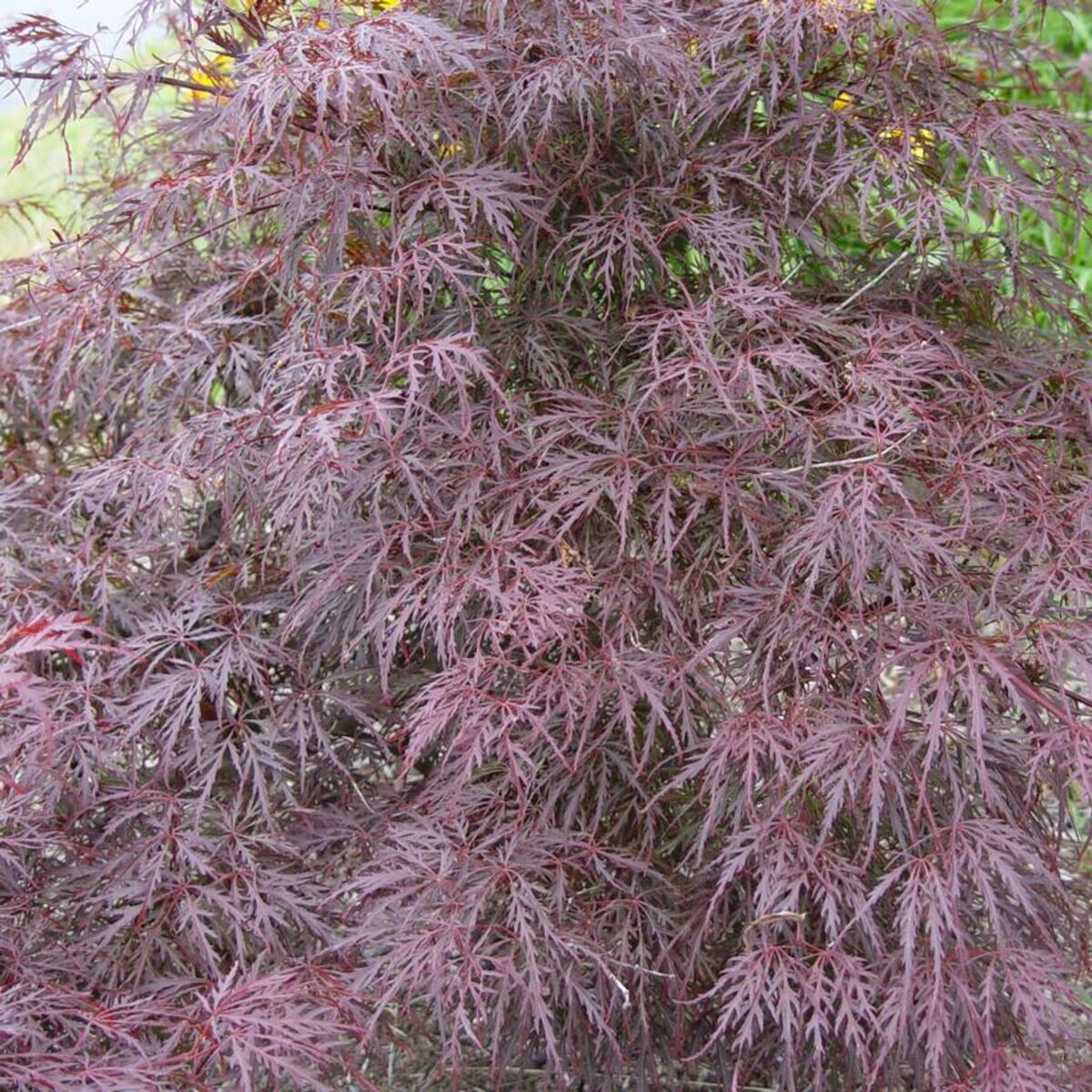Acer Palmatum var. Dissectum Tamukeyama Portfolio Cutleaf Japanese ...