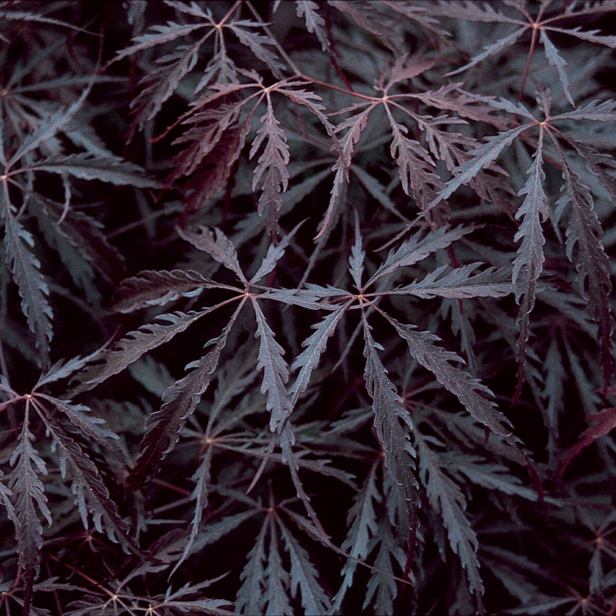 Acer Palmatum var. Dissectum Tamukeyama Portfolio Cutleaf Japanese ...